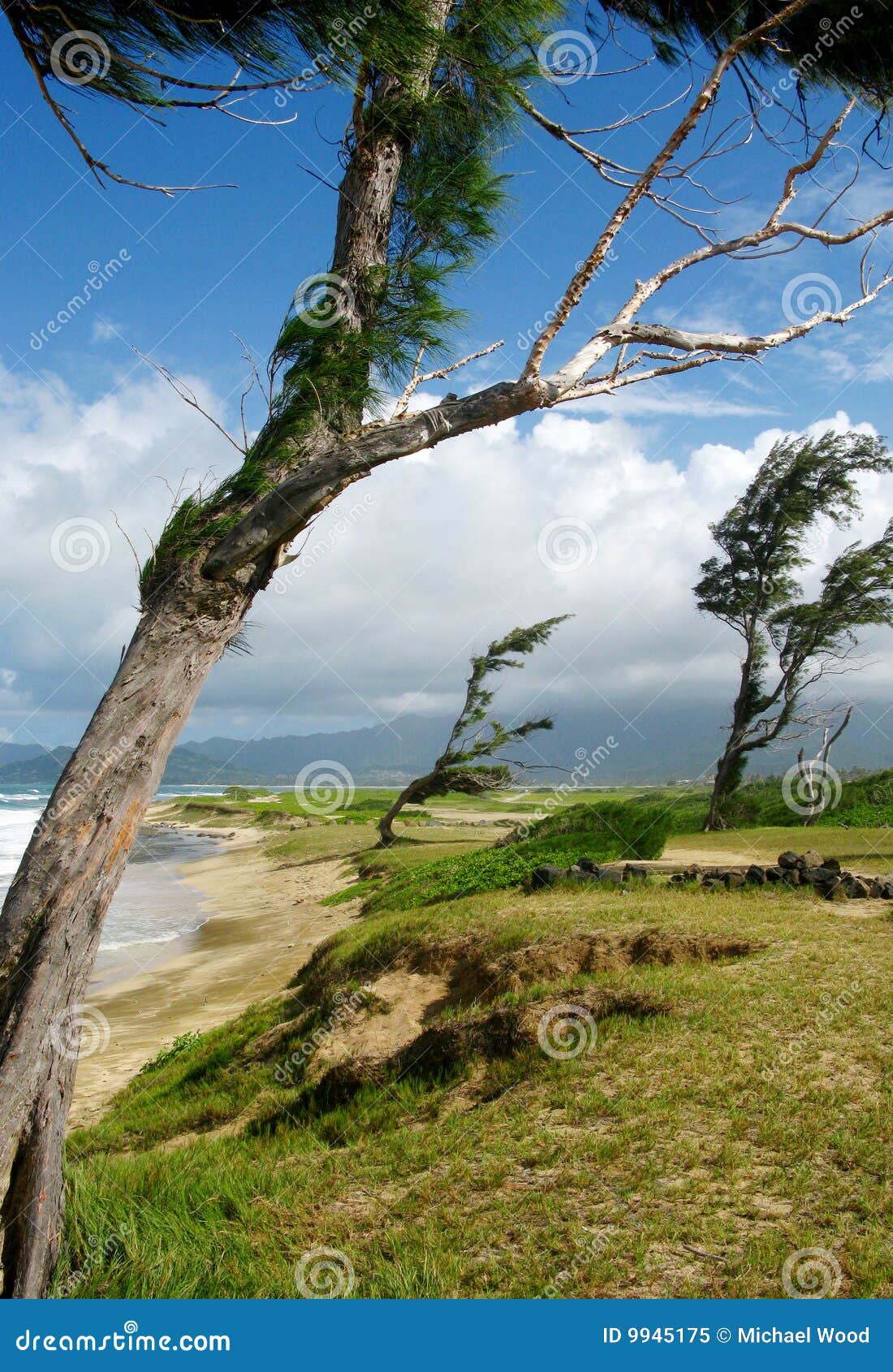 Wind-Blown Bomen - Het Strand Van Hase Van Het Fort Stock Afbeelding ...