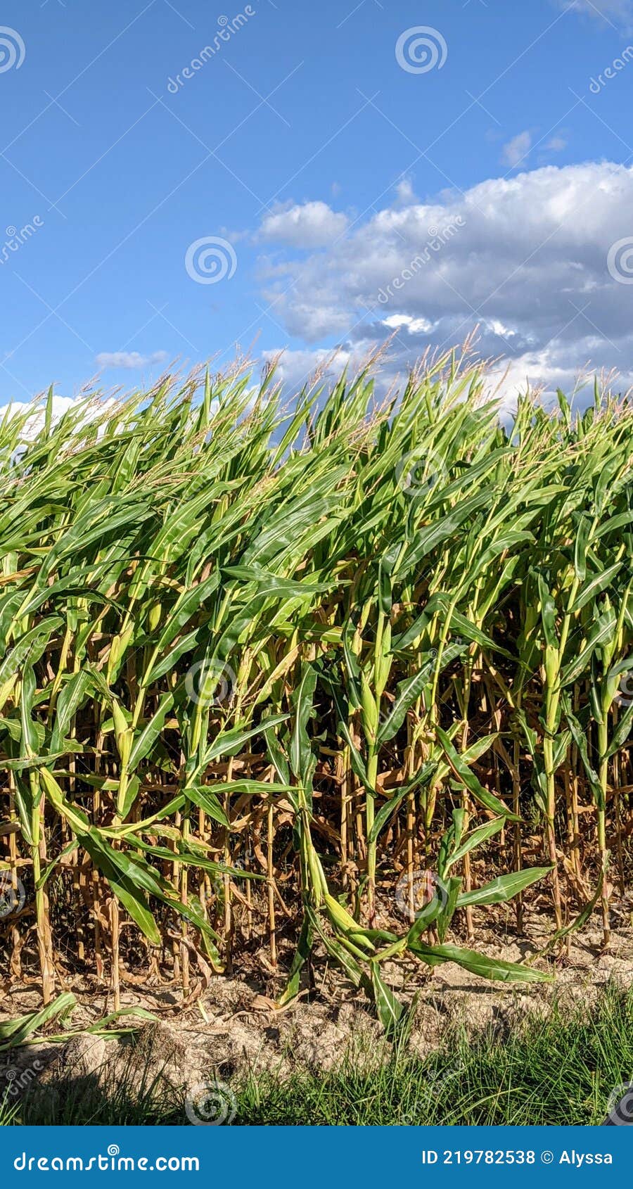 Wind blown corn stock photo. Image of green, grass, crop - 219782538