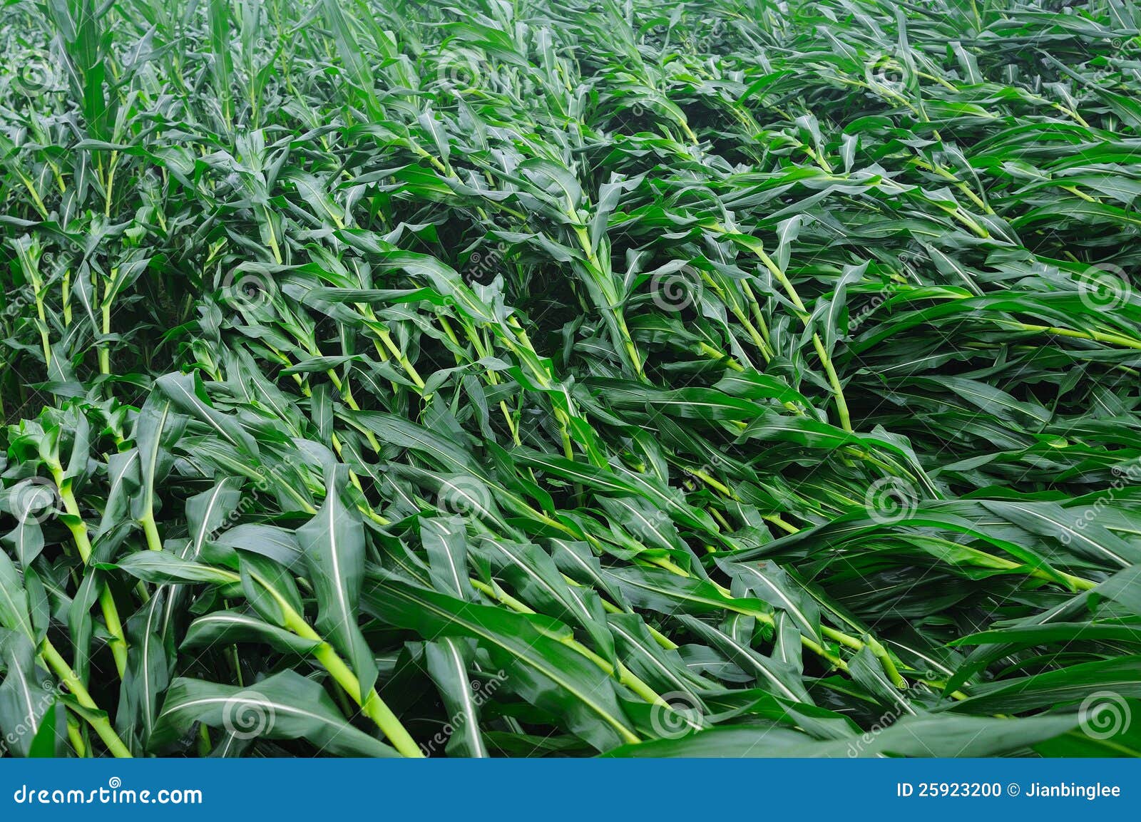 Wind-blown corn stock photo. Image of natural, field - 25923200