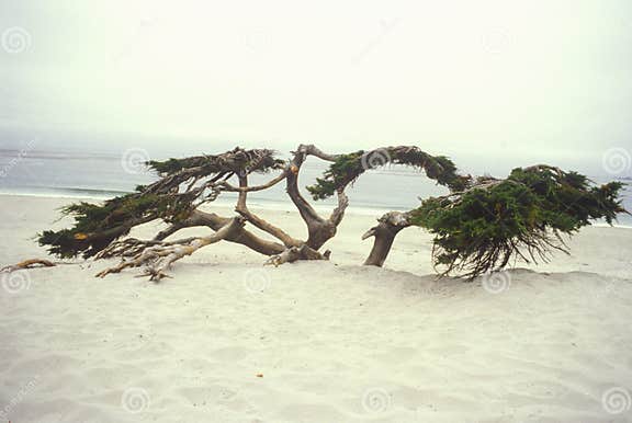 Wind Blown Cypress Tree in Dunes, Carmel, CA Stock Photo - Image of wind, beach: 52318672
