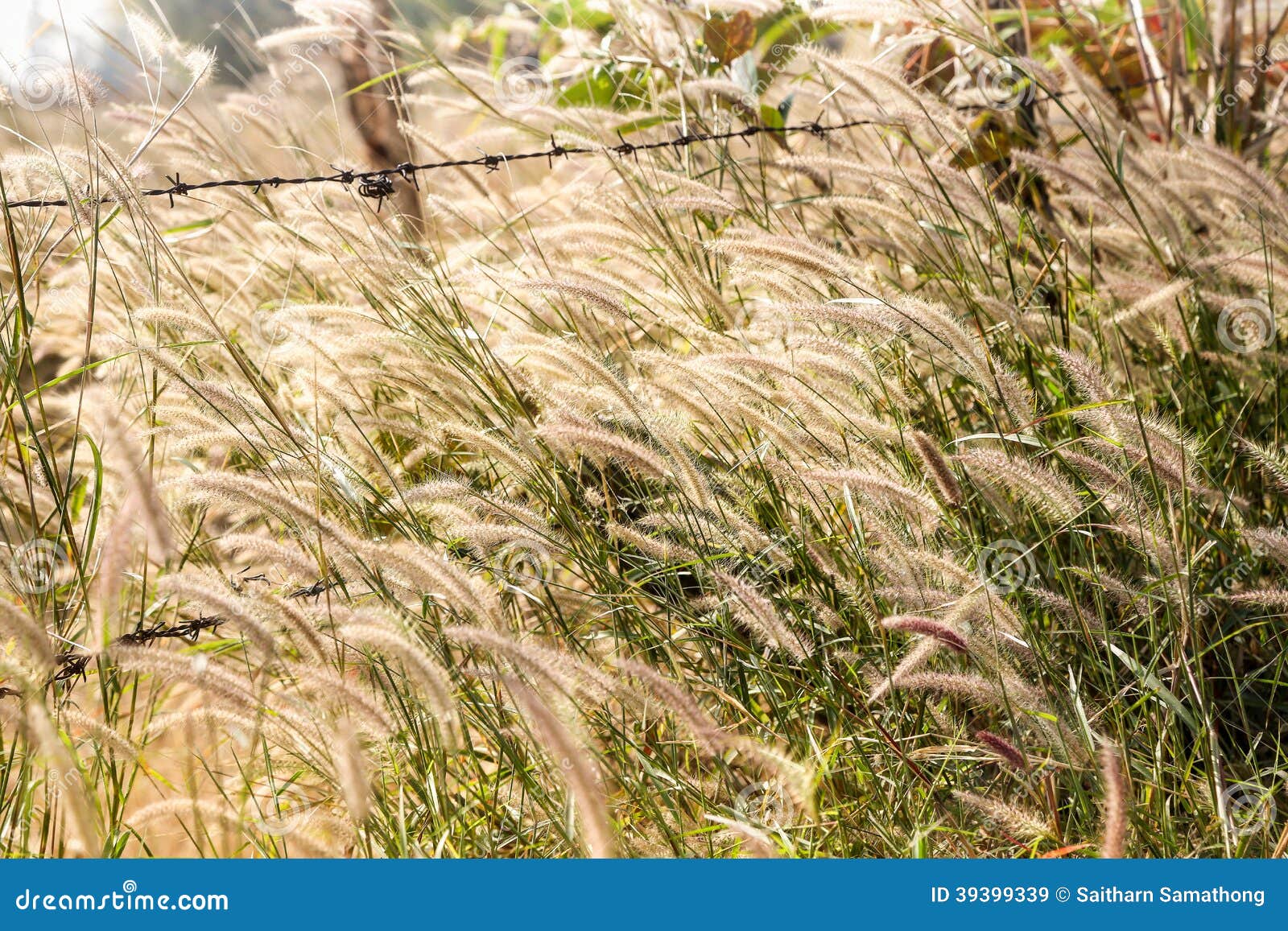 Wind blown grass stock image. Image of long, lalang, grass - 39399339