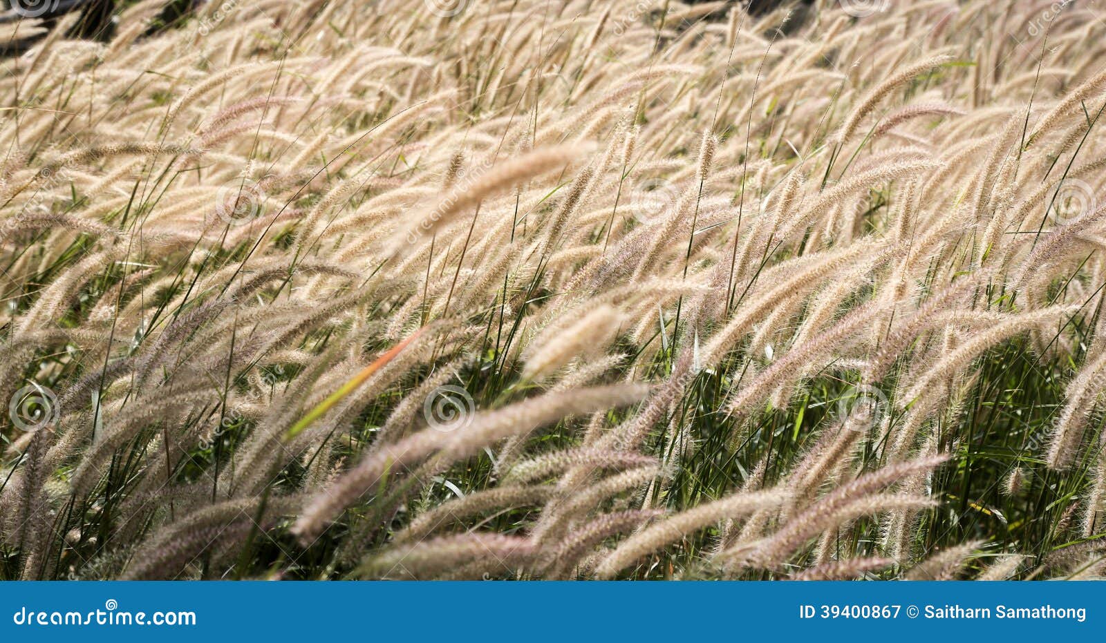 Wind blown grass stock image. Image of scenery, nature - 39400867