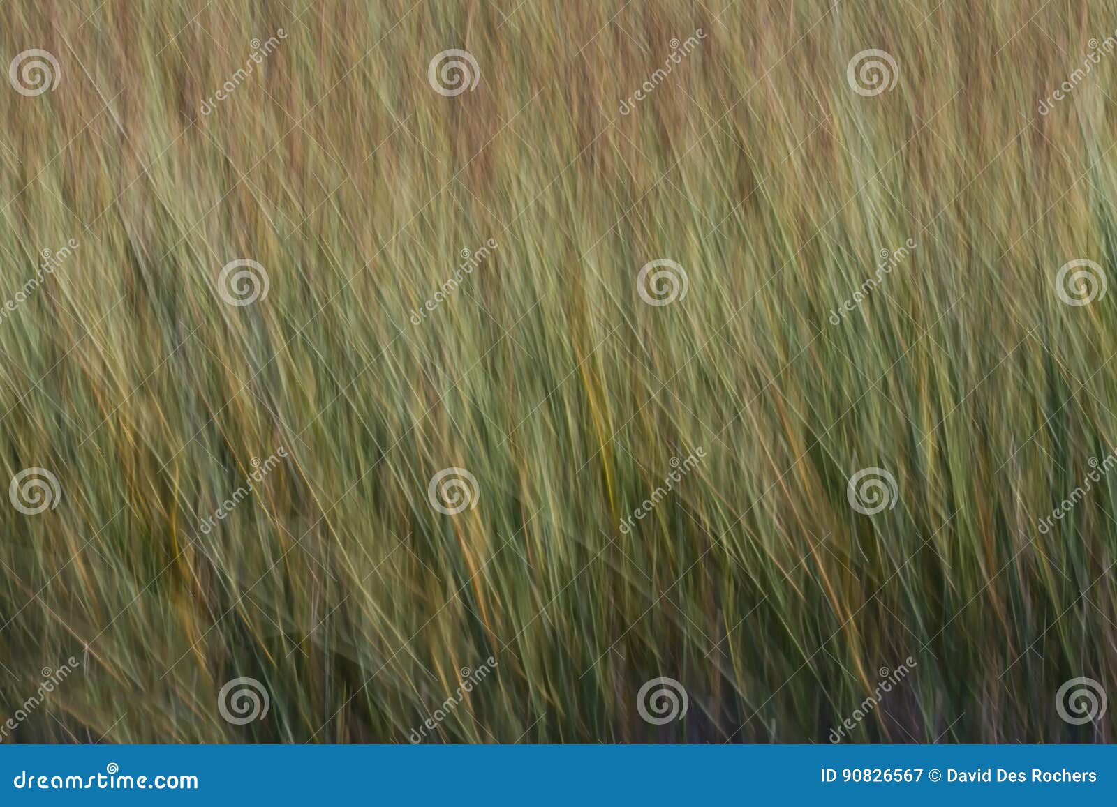 Wind Blown Grass stock image. Image of meadow, blown - 90826567