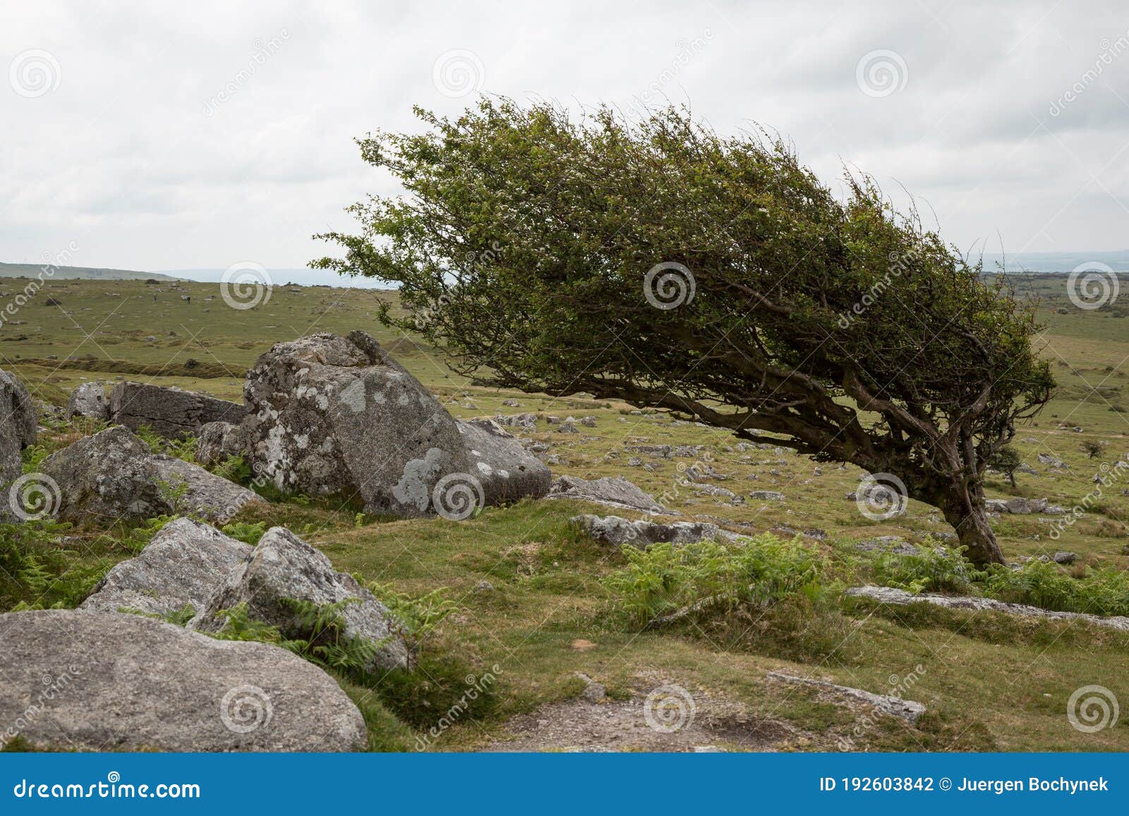Wind-blown Hawthorn Tree in Bodmin Moor, Cornwall UK Stock Photo ...