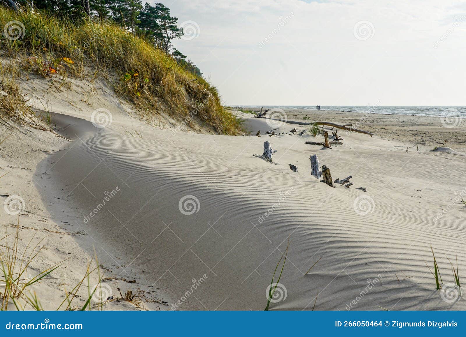Wind-blown Rippled Sand Texture in the Sand Dunes of the Baltic Sea ...