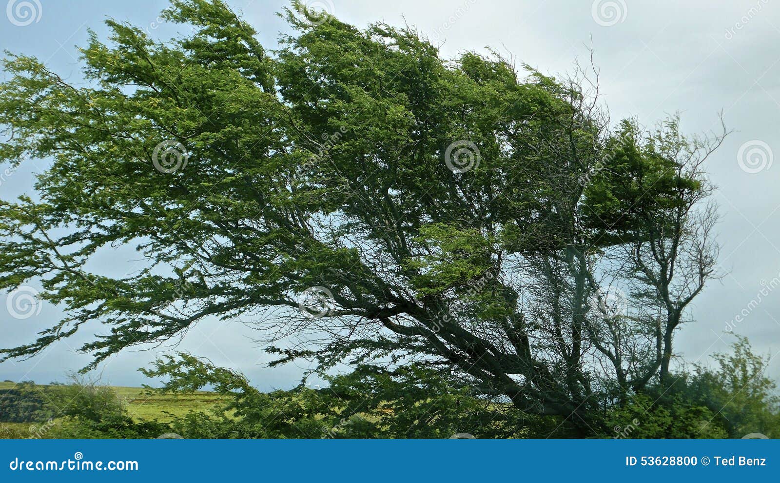 Wind Blown Tree on the Big Island Stock Photo - Image of green, trees ...