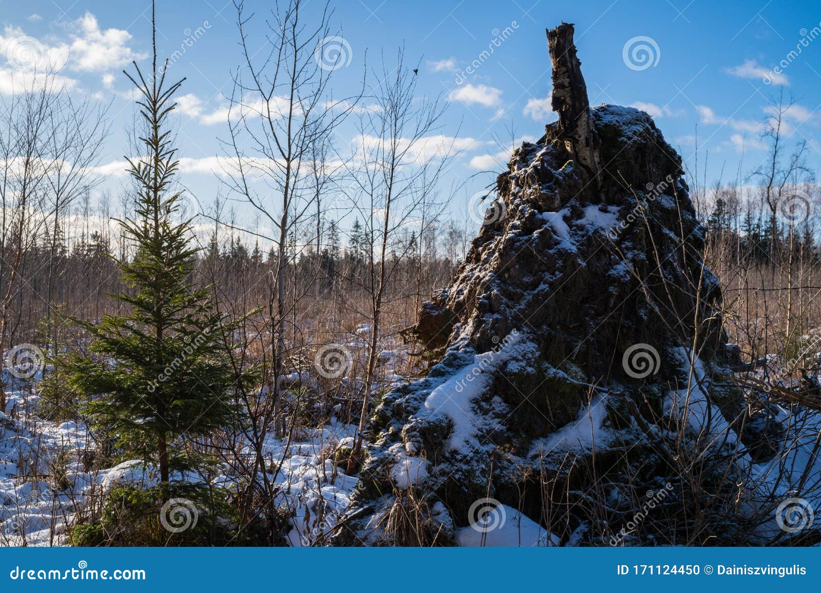 Wind-blown Tree Spruce with Its Roots Stock Photo - Image of roots ...