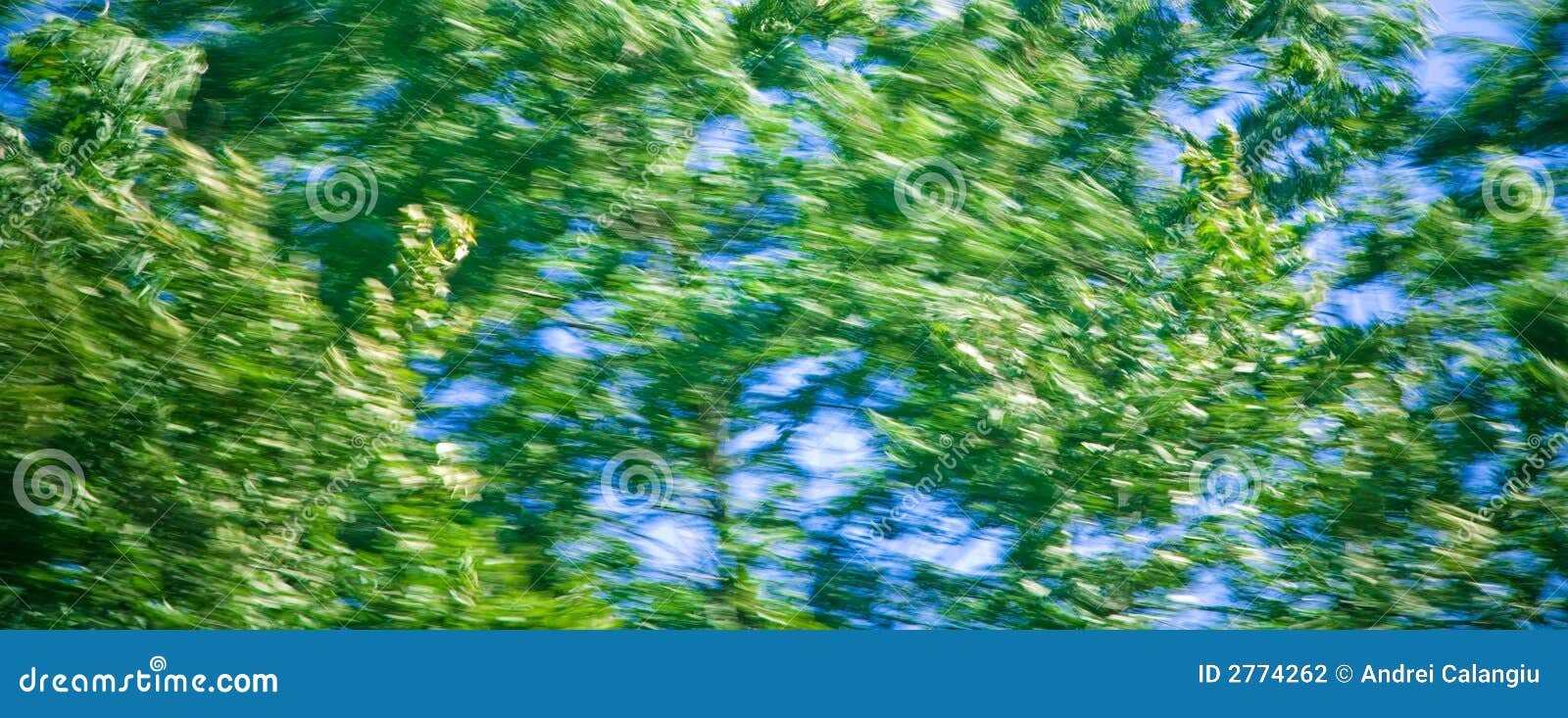 Wind blown trees stock photo. Image of tree, blowing, tops - 2774262