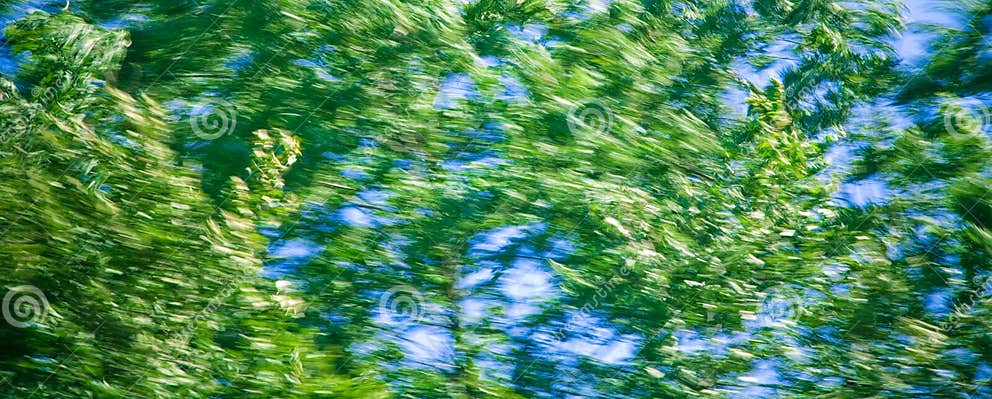Wind blown trees stock photo. Image of tree, blowing, tops - 2774262