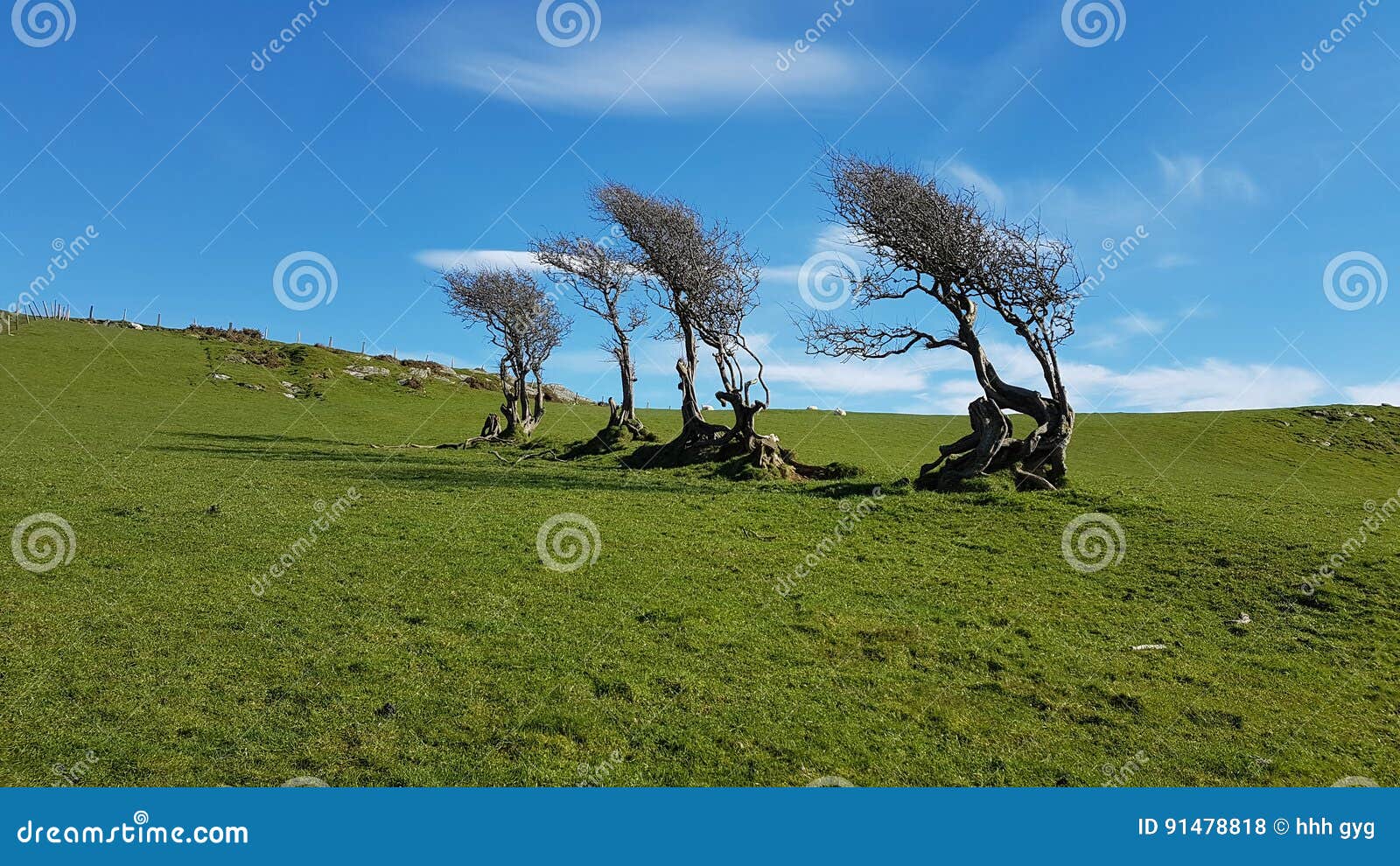 Wind blown trees stock photo. Image of hillside, welsh - 91478818