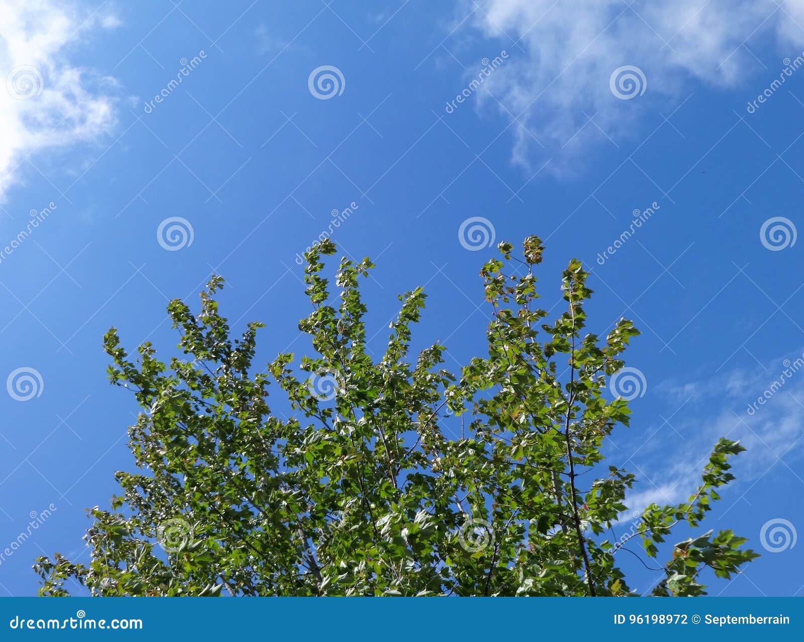 Wind Blown Treetops Under a Blue Sky with Clouds Stock Photo - Image of ...