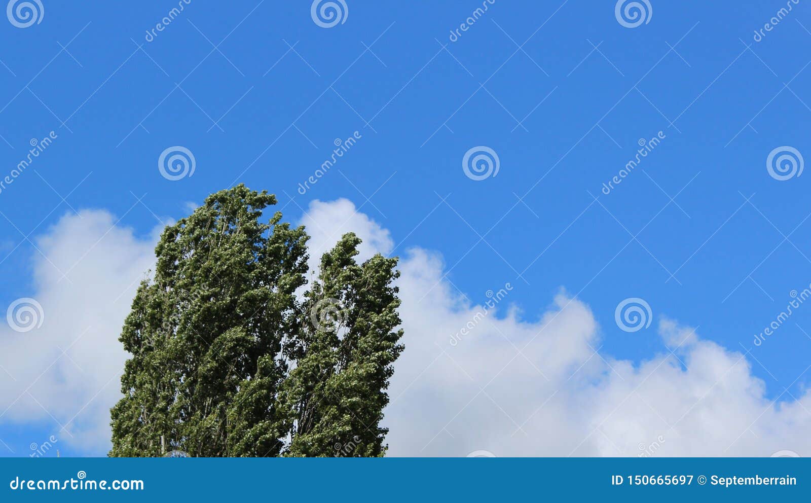 Wind Blown Treetops Under a Blue Sky with Clouds Stock Image - Image of ...