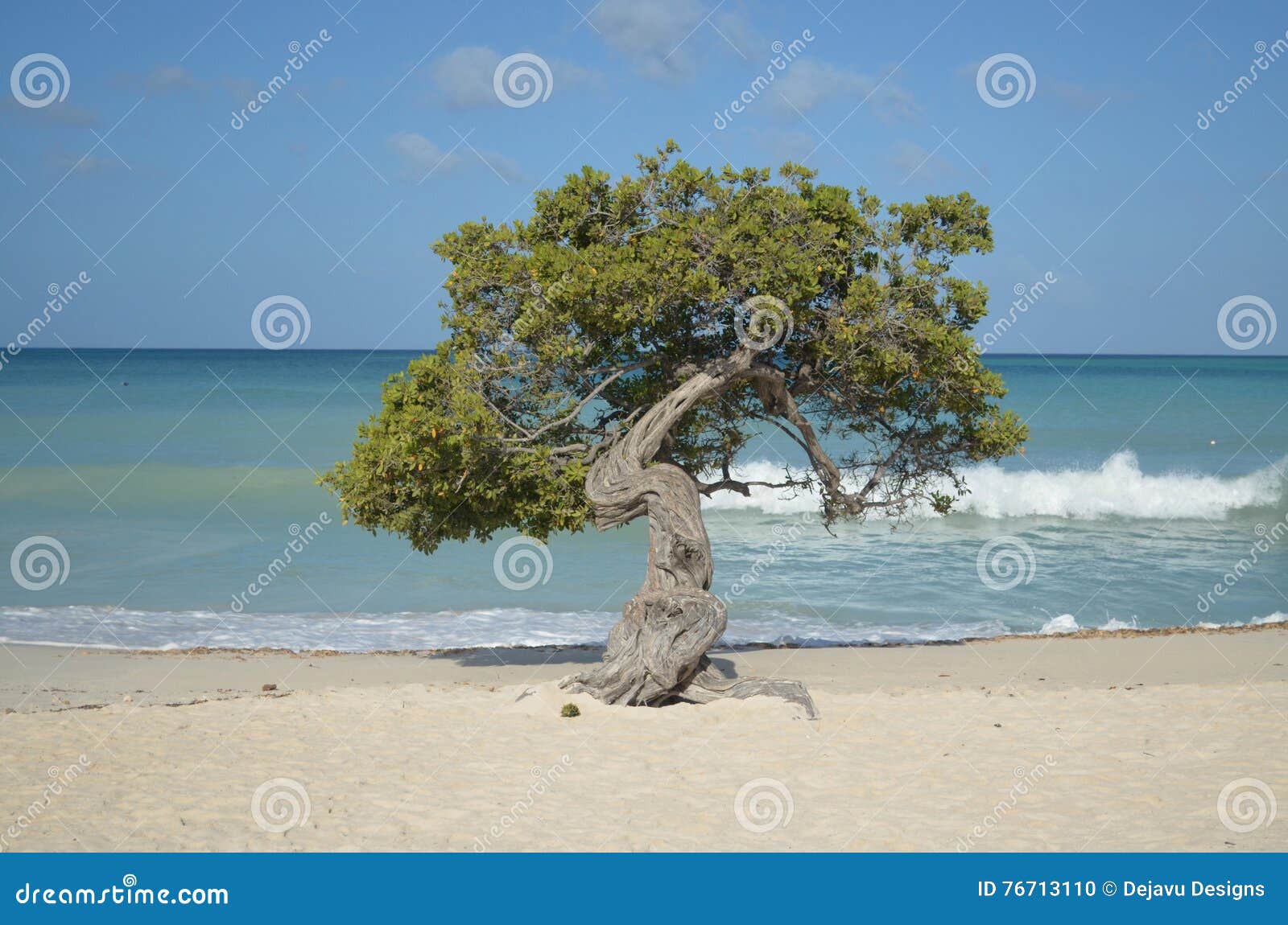 Wind Blown Watapana Tree in Aruba Stock Photo - Image of divi, view ...