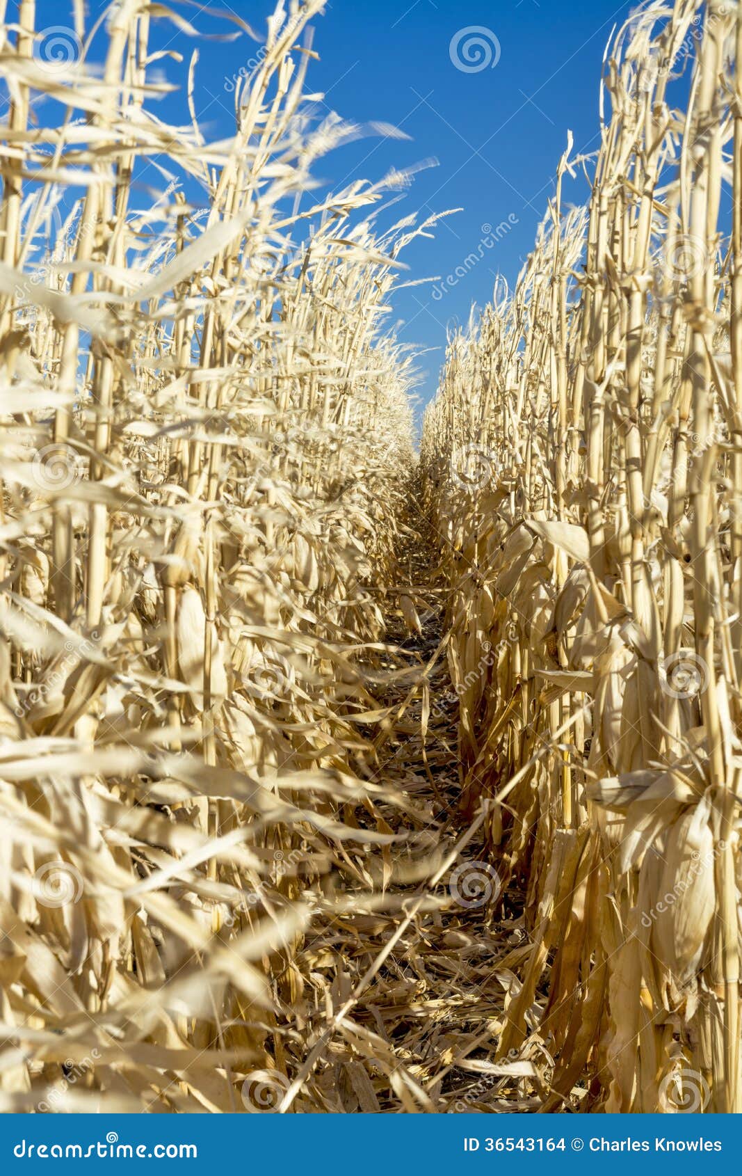 Wind Blows through Corn Stalks in Nature Stock Photo - Image of farm ...