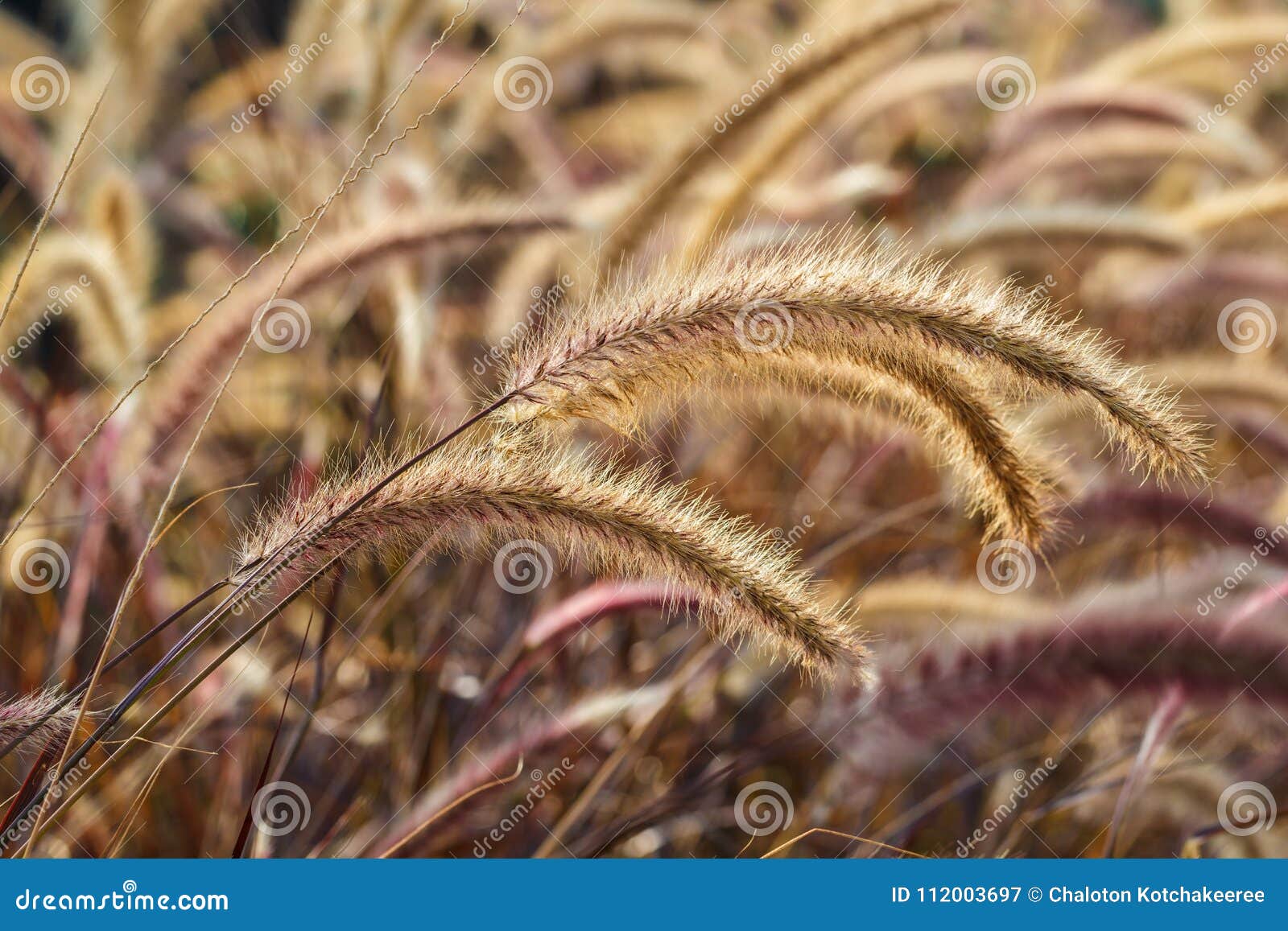 Squirrel tail grass stock image. Image of abstract, white - 112003697