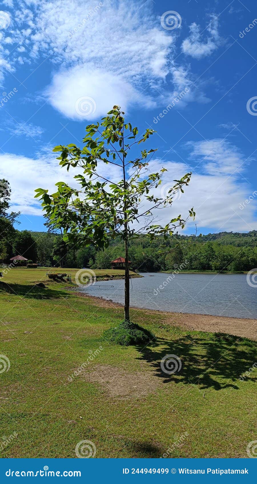 The Wind Blows a Small Tree on the Green Grass Stock Image - Image of ...
