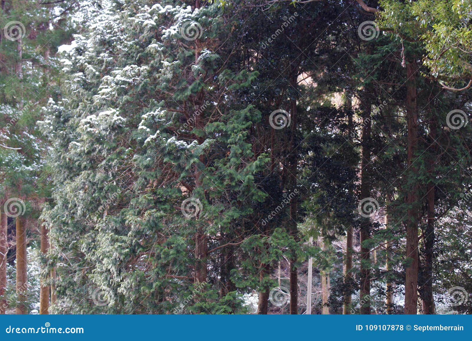 Wind Blows Snow from Cedar Trees Stock Photo - Image of covered ...