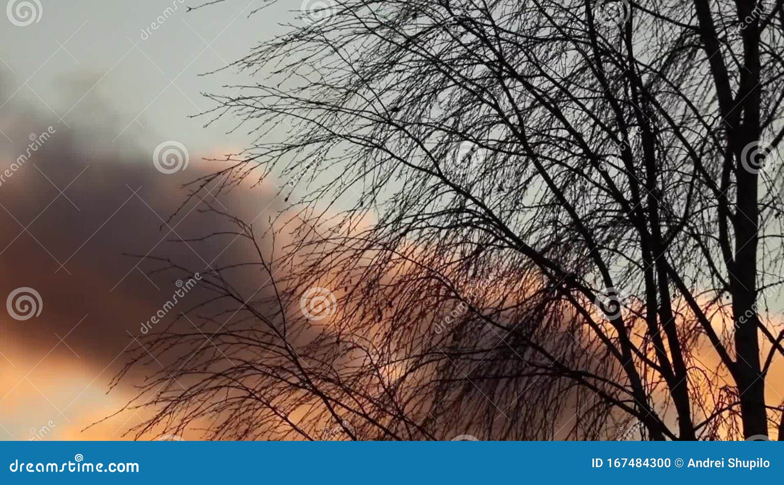 The Wind Blows on a Tree Branch at Sunset Stock Footage - Video of ...