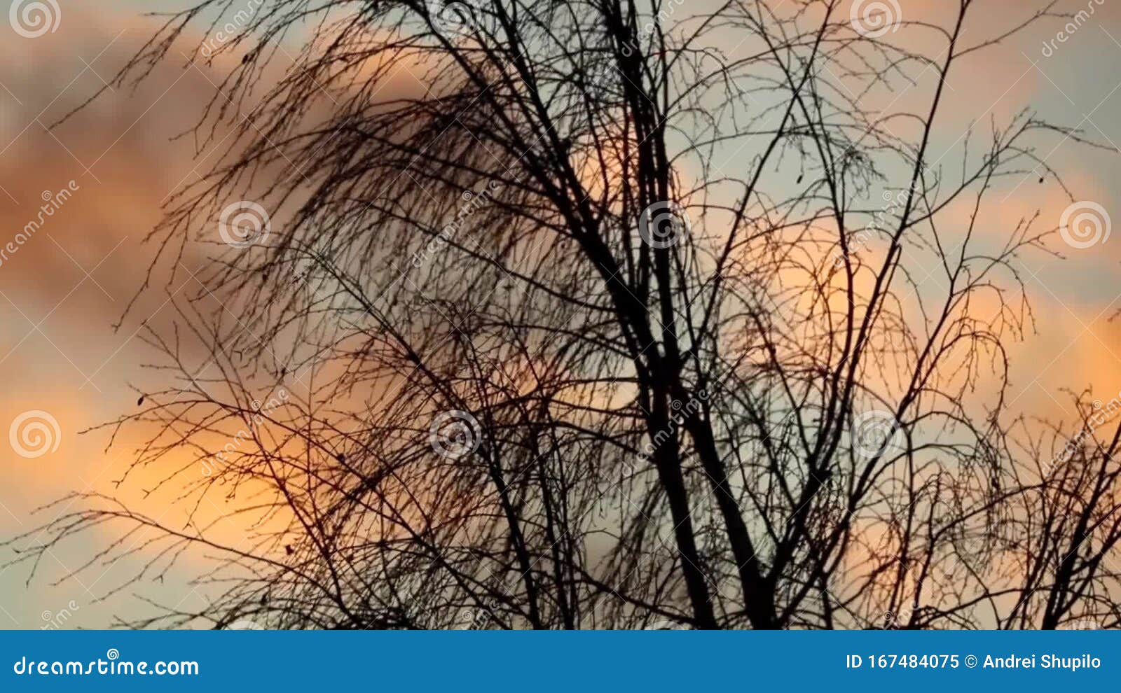 The Wind Blows on a Tree Branch at Sunset Stock Video - Video of orange ...