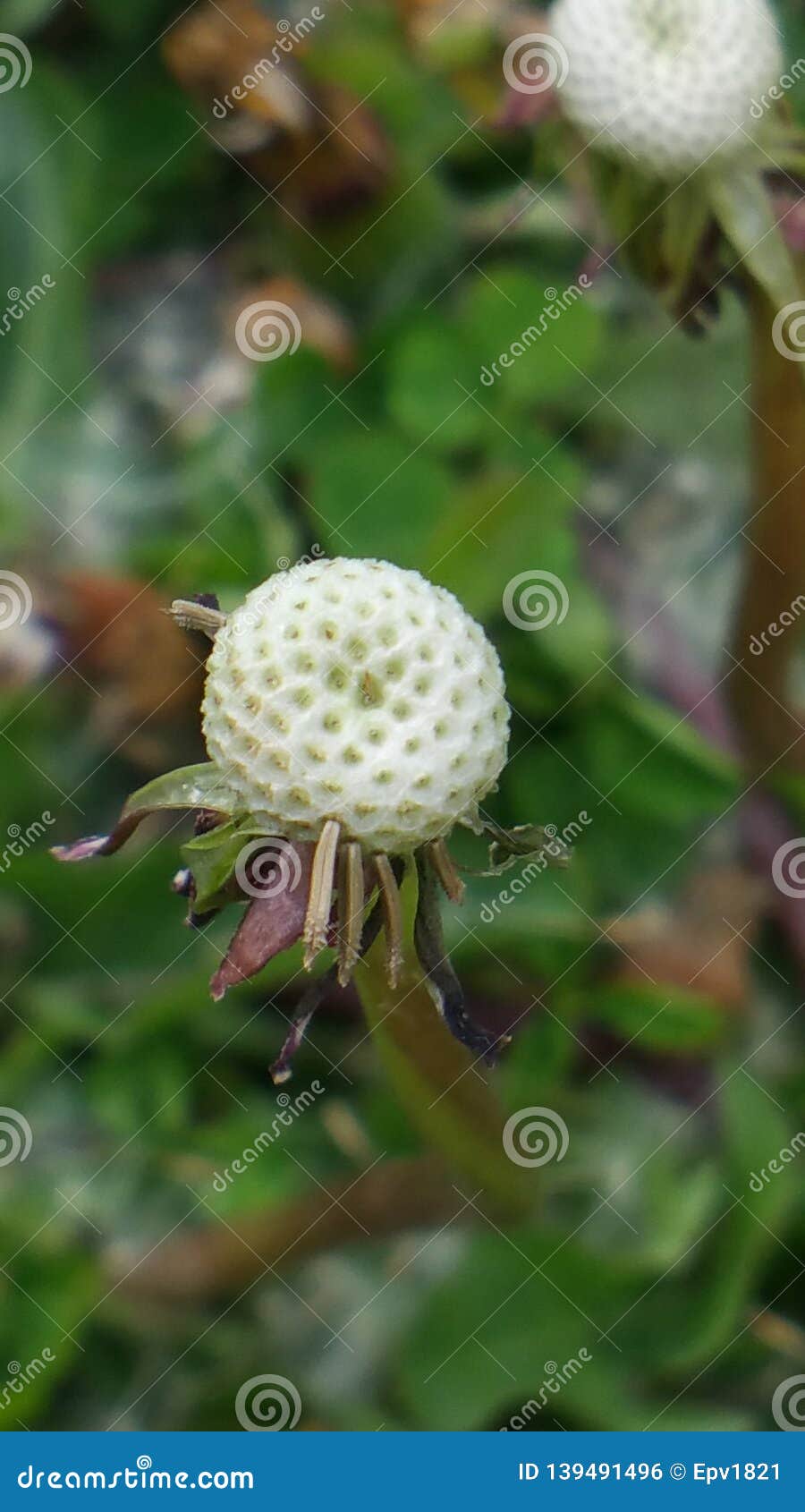 Wind borne flower seed stock photo. Image of borne, blow - 139491496