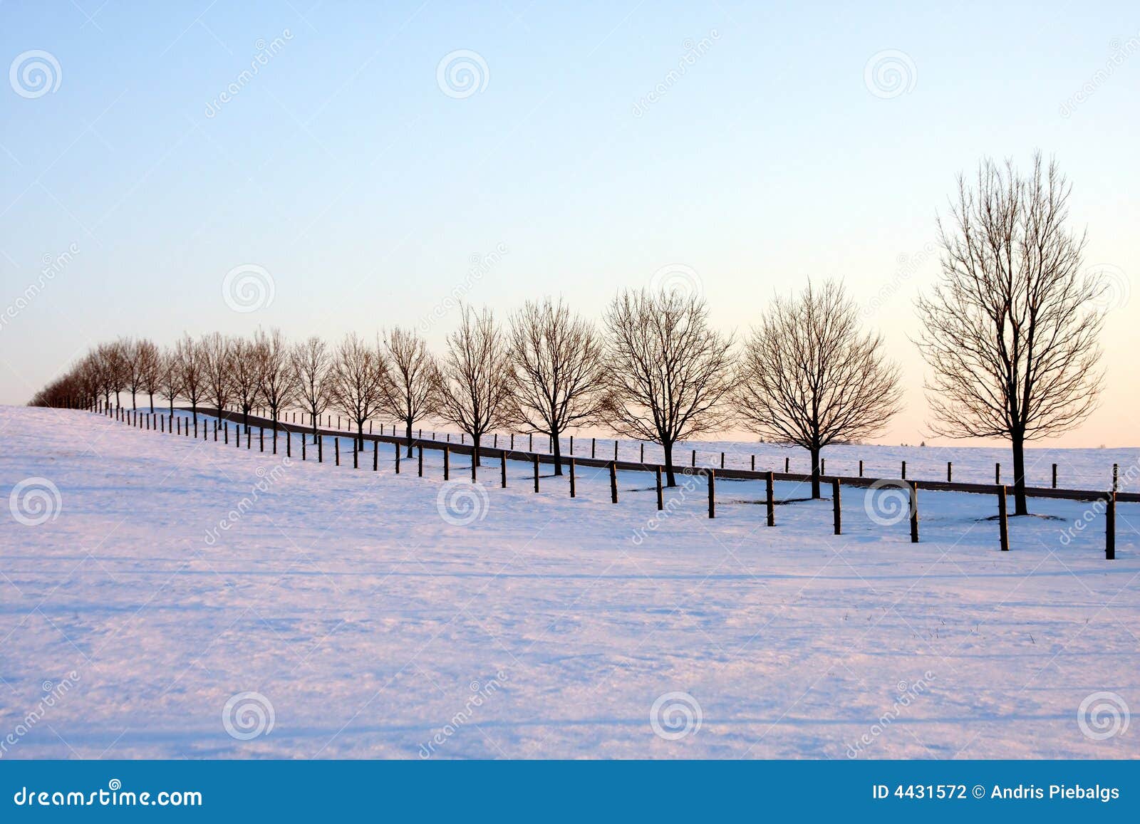 Wind Break Line stock photo. Image of cold, winter, perspective - 4431572