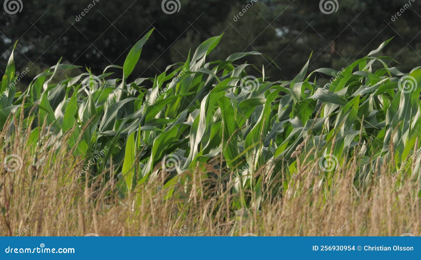 Wind Breeze Blowing at Wild Grass and Corn Field, Medium Static Shot ...