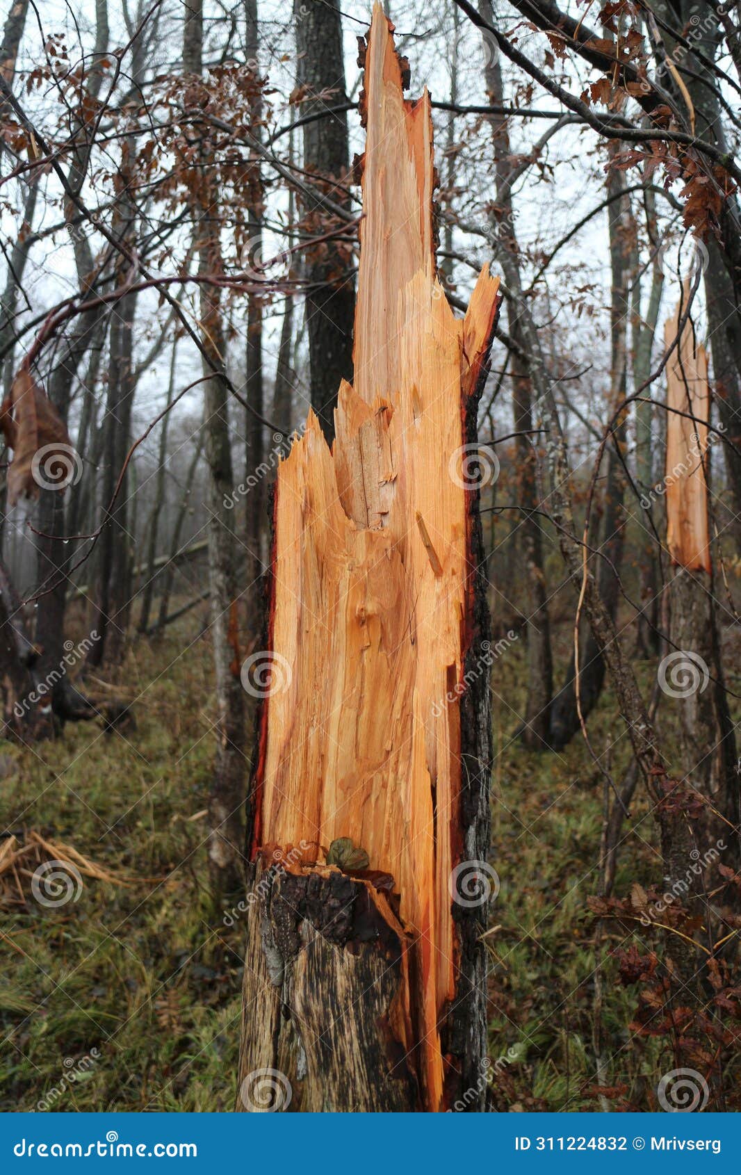 The Wind Broke The Tree. Roots And Trunk Of An Overturned Tree Stock ...