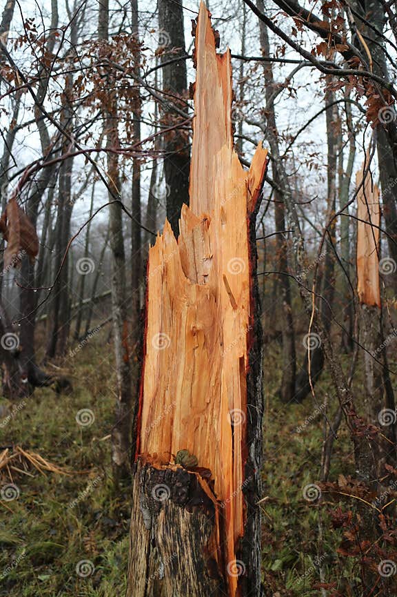 Wind Broke a Large Pine Tree Stock Photo - Image of break, tree: 311224832