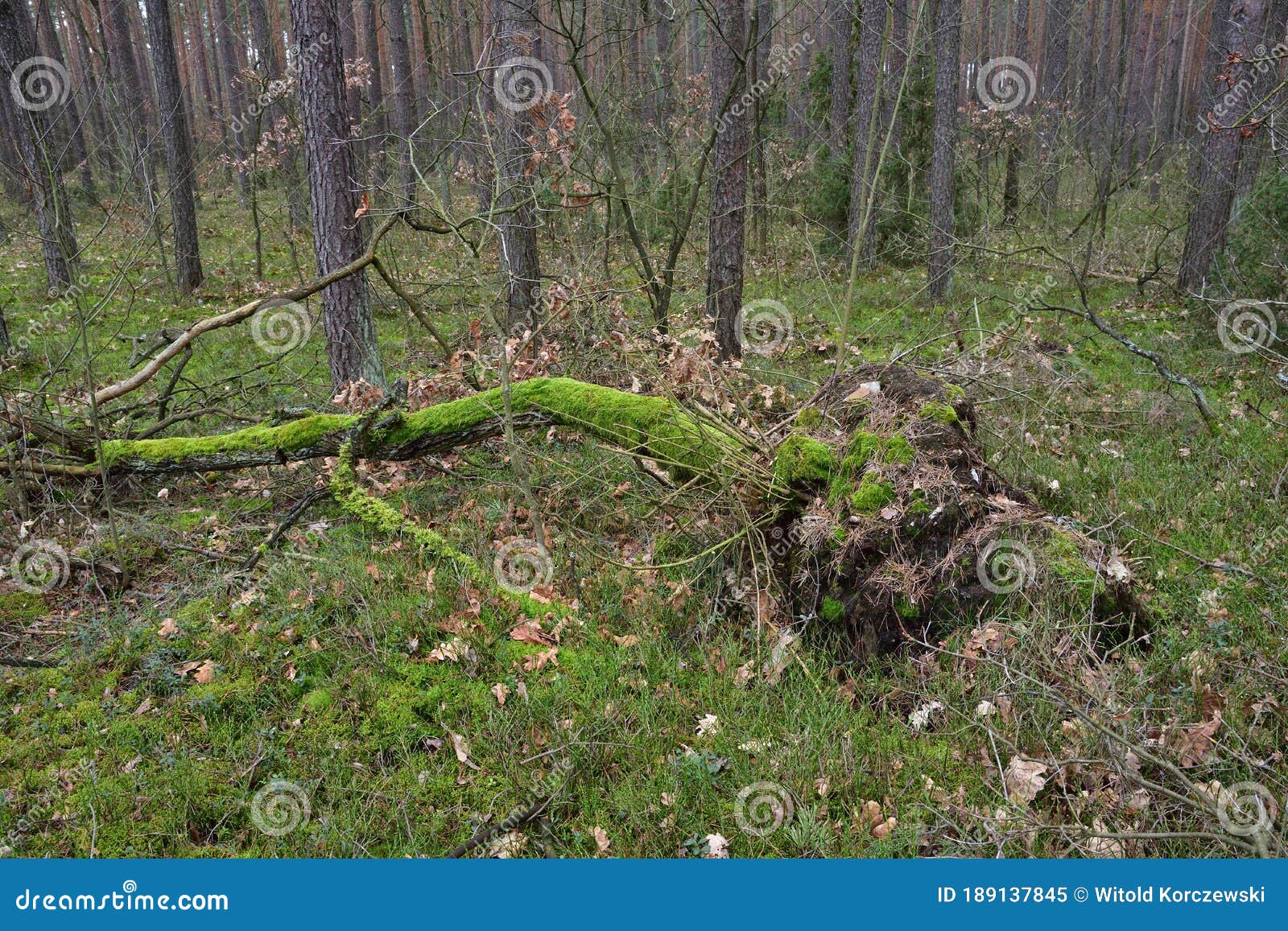 The Wind Broke the Tree. Roots and Trunk of an Overturned Tree Stock ...