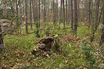 The Wind Broke the Tree. Roots and Trunk of an Overturned Tree Stock ...