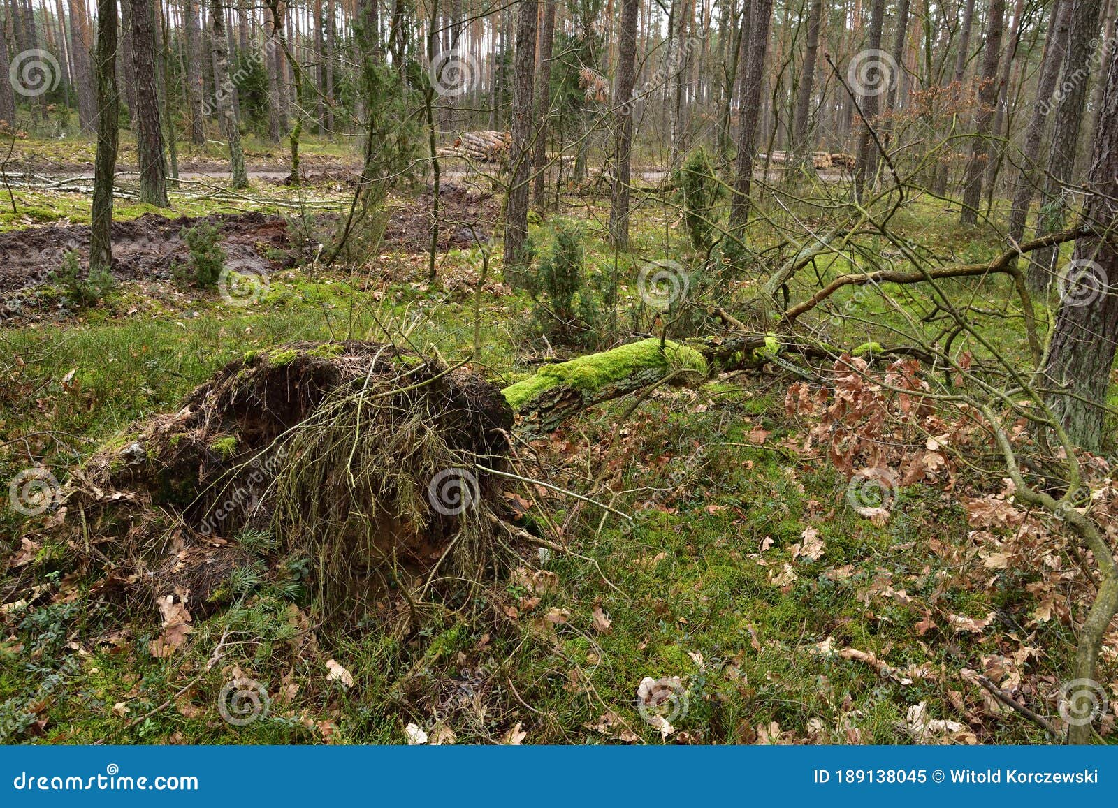 The Wind Broke the Tree. Roots and Trunk of an Overturned Tree Stock ...