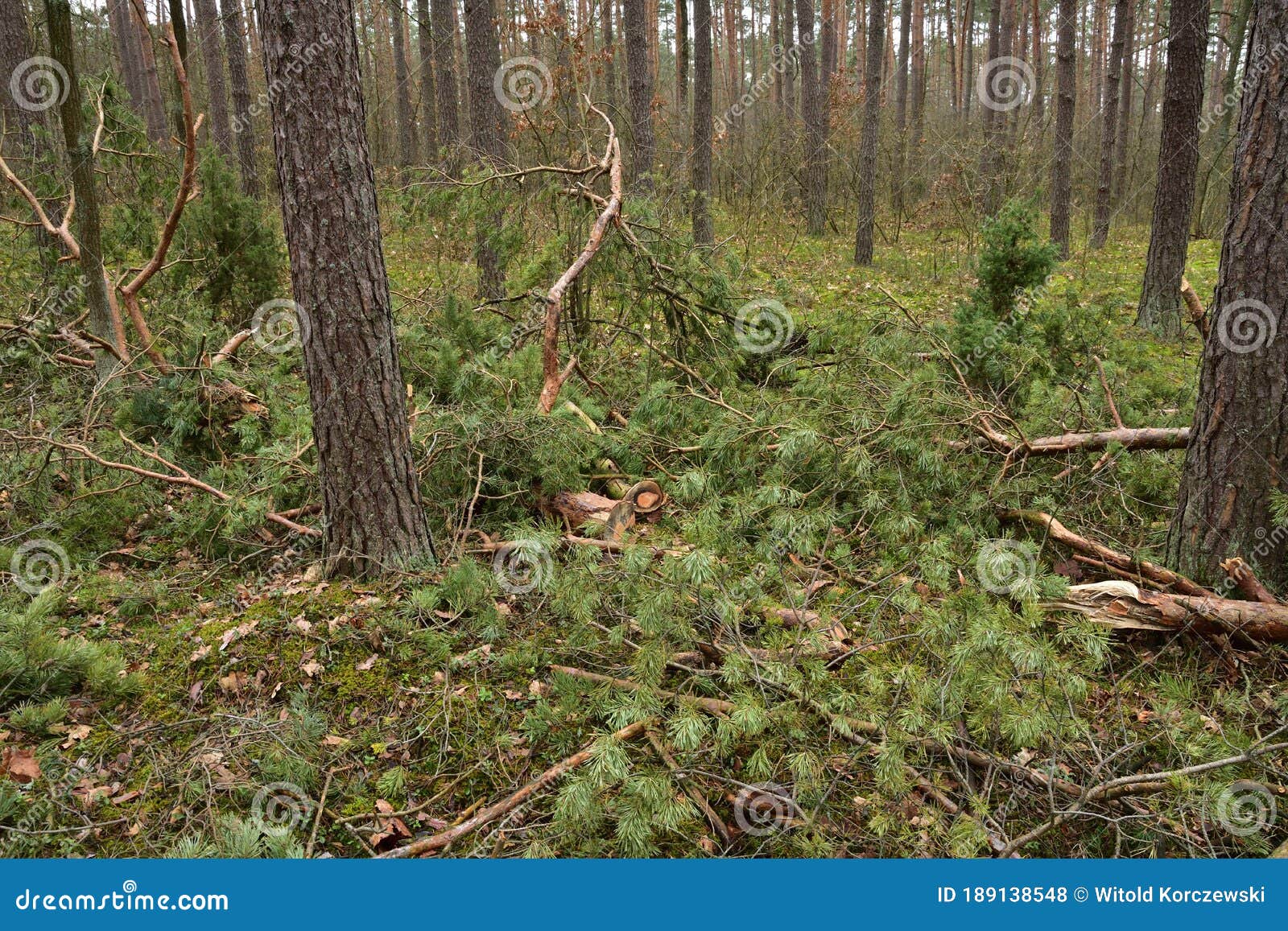The Wind Broke the Tree. Roots and Trunk of an Overturned Tree Stock ...