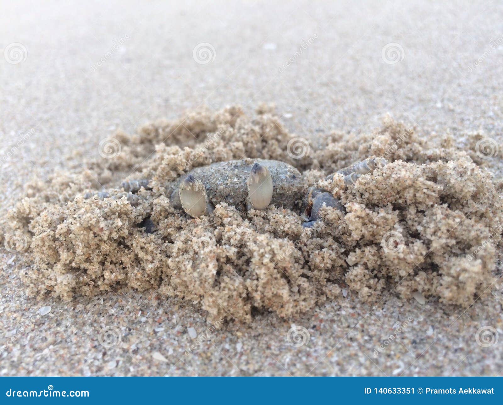 The Wind Crab stock image. Image of seaanimals, wind - 140633351