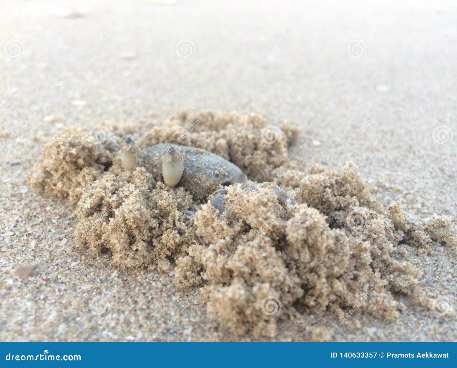 The Wind Crab stock image. Image of crabs, animal, live - 140633357