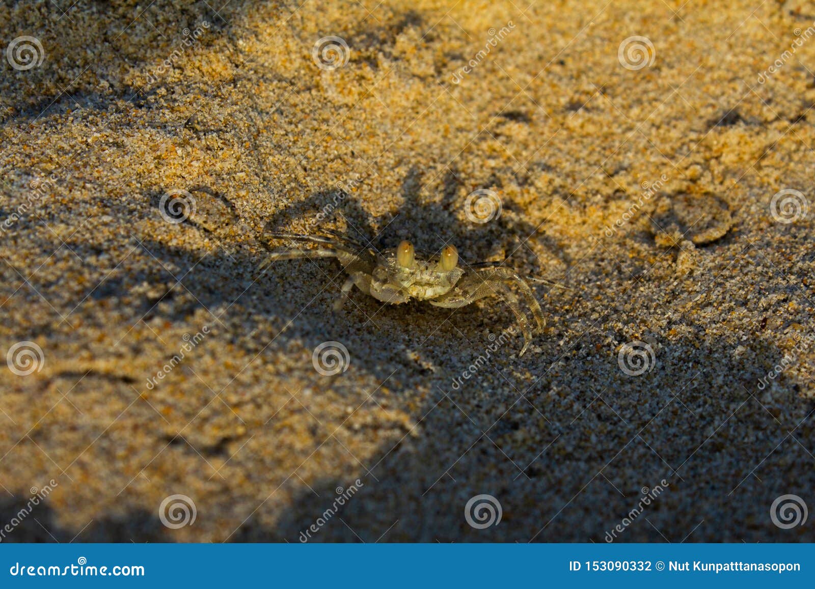 Wind Crab or Ghost Crab on the Tropical Country Beach Stock Photo ...