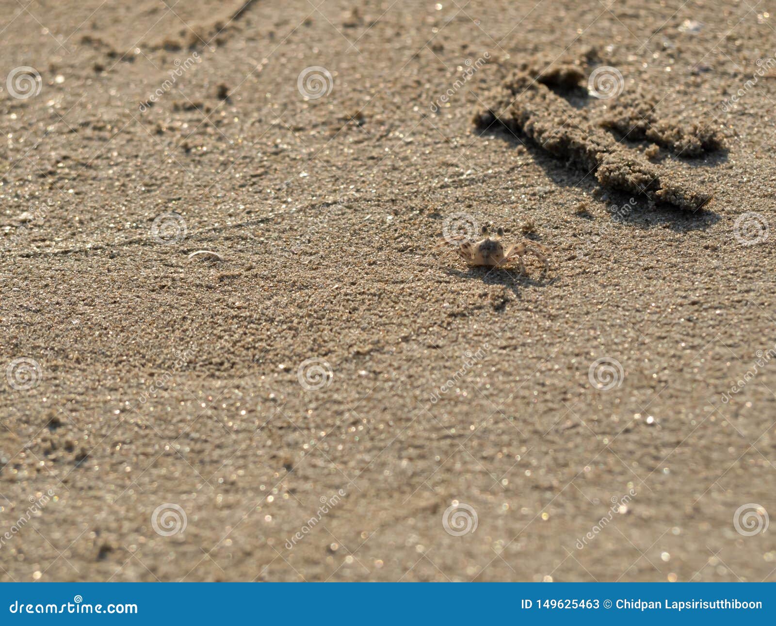 Wind crabs on the beach stock image. Image of attractions - 149625463