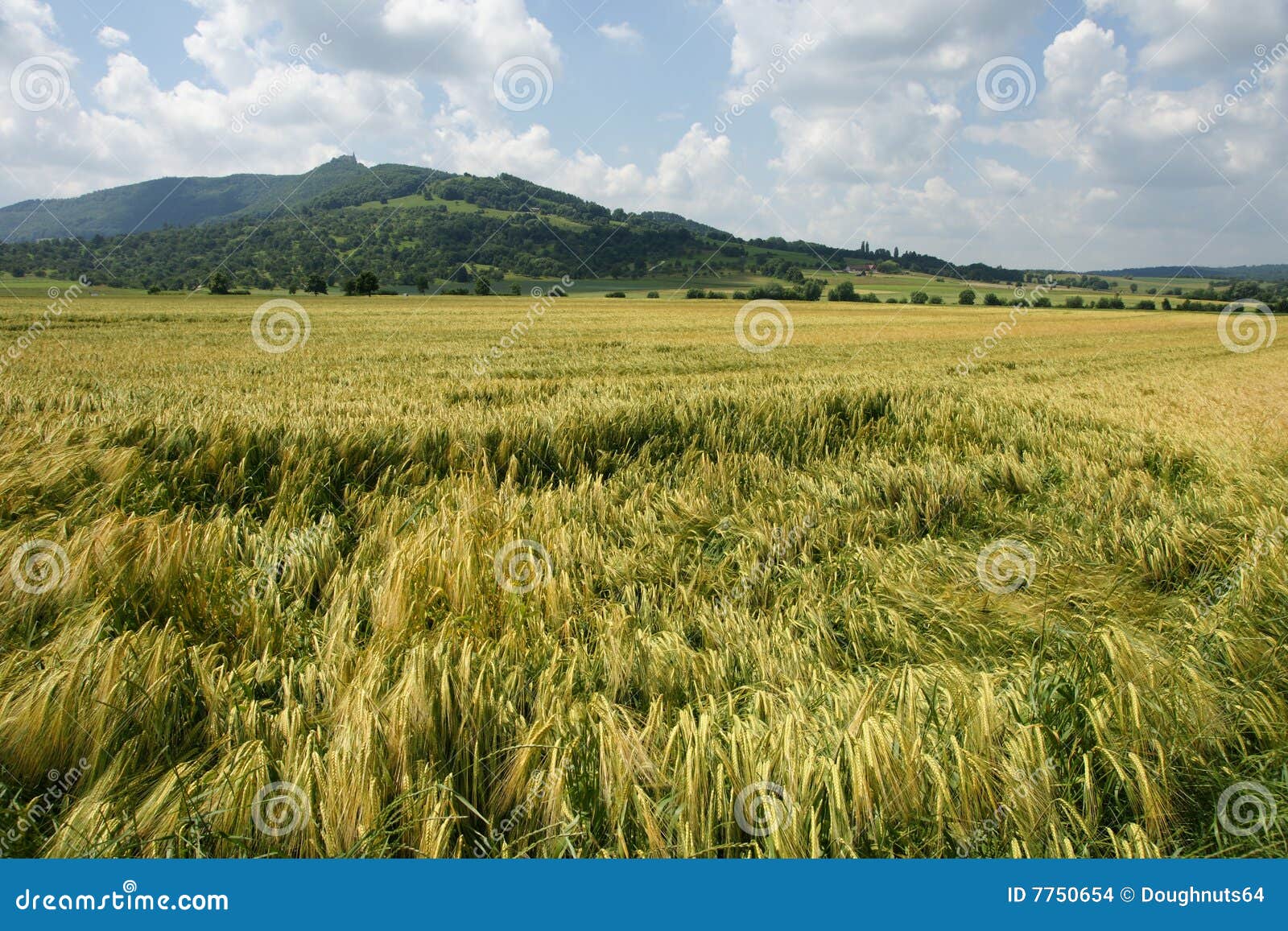 Wind damage in Corn fields stock photo. Image of cereal - 7750654