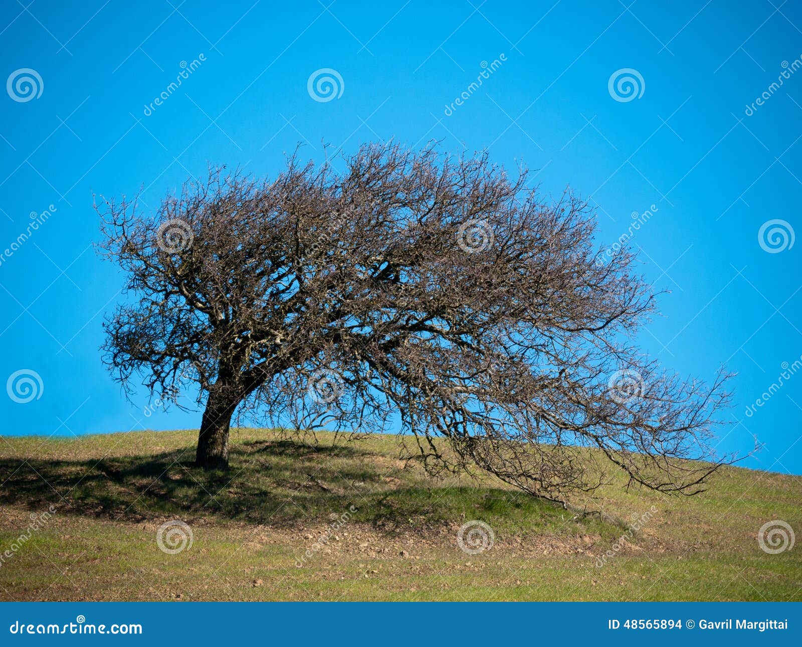 Wind die boom vormen stock foto. Image of richting, wind - 48565894