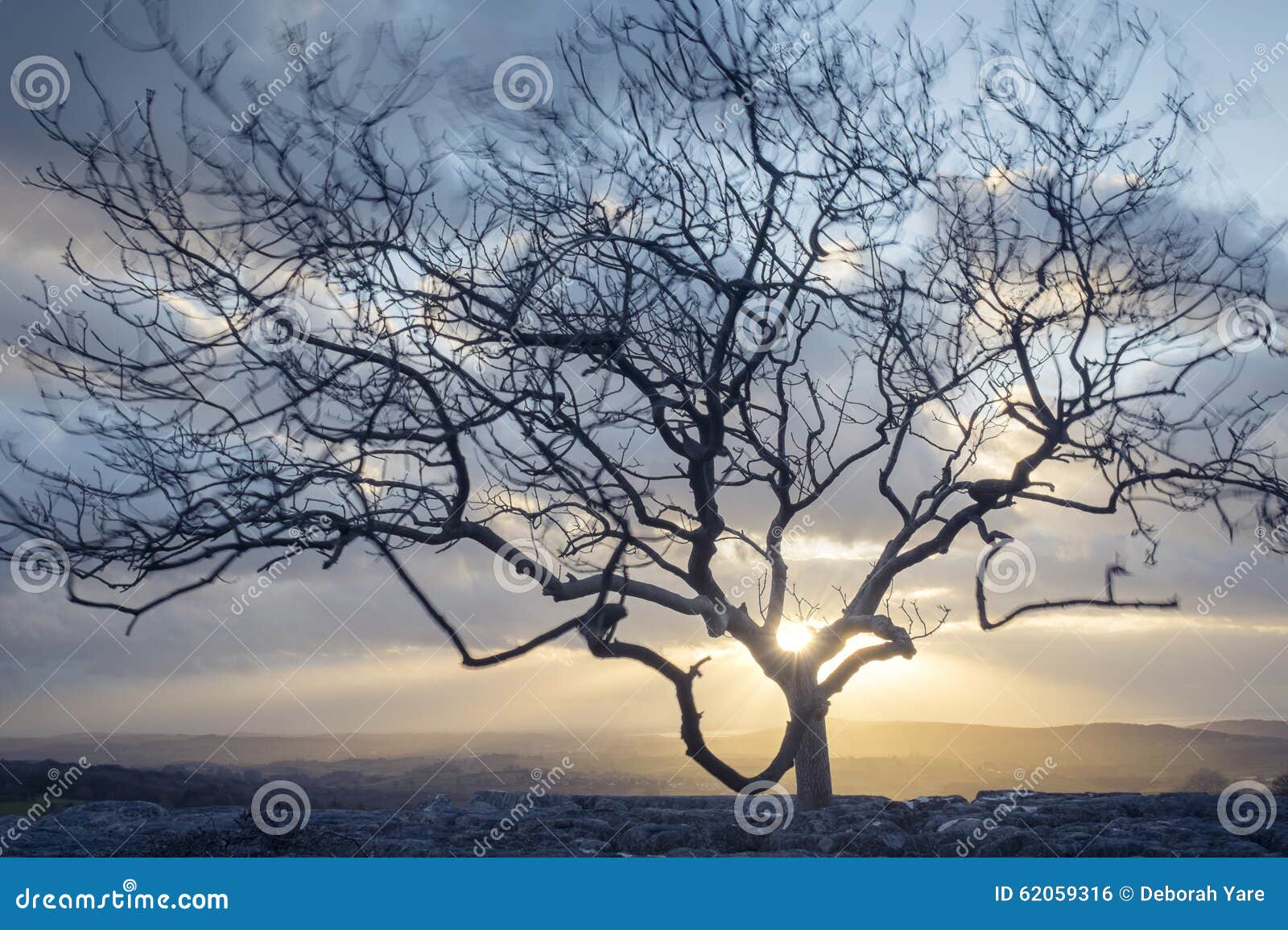 Wind-durchgebrannter Baum stockfoto. Bild von atmosphärisch - 62059316