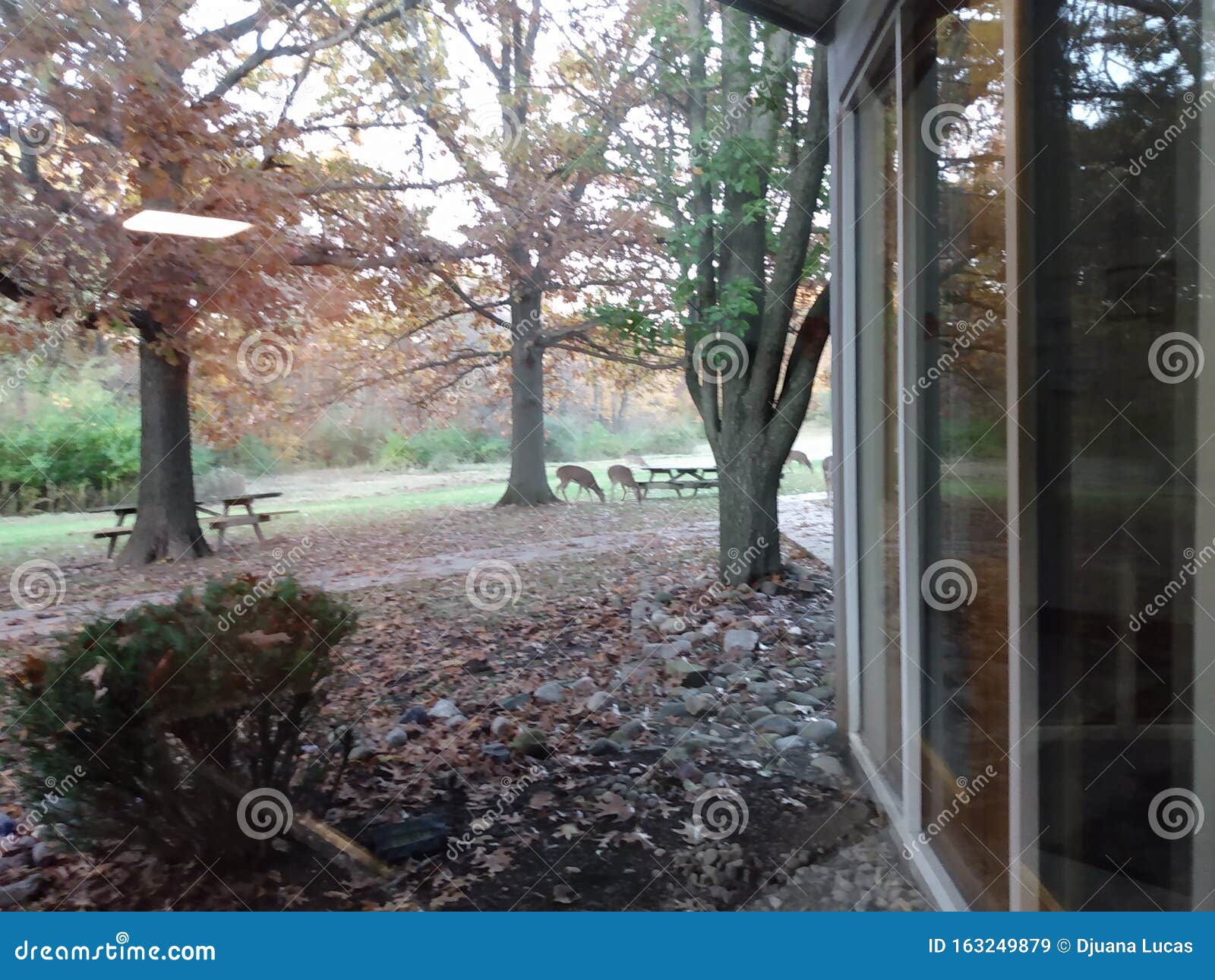 Wind Eating Deer Nature Walk Stock Image - Image of deer, wind: 163249879