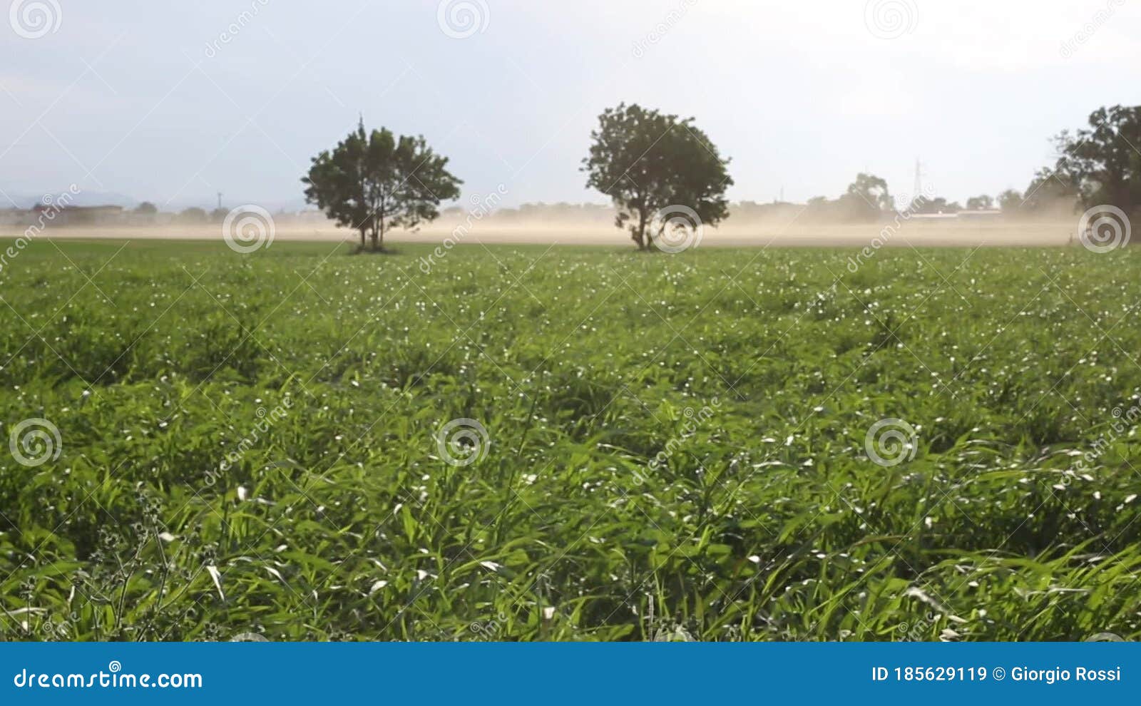 Wind Effect on the Vegetation: Plants and Leaves Shaking Stock Video ...