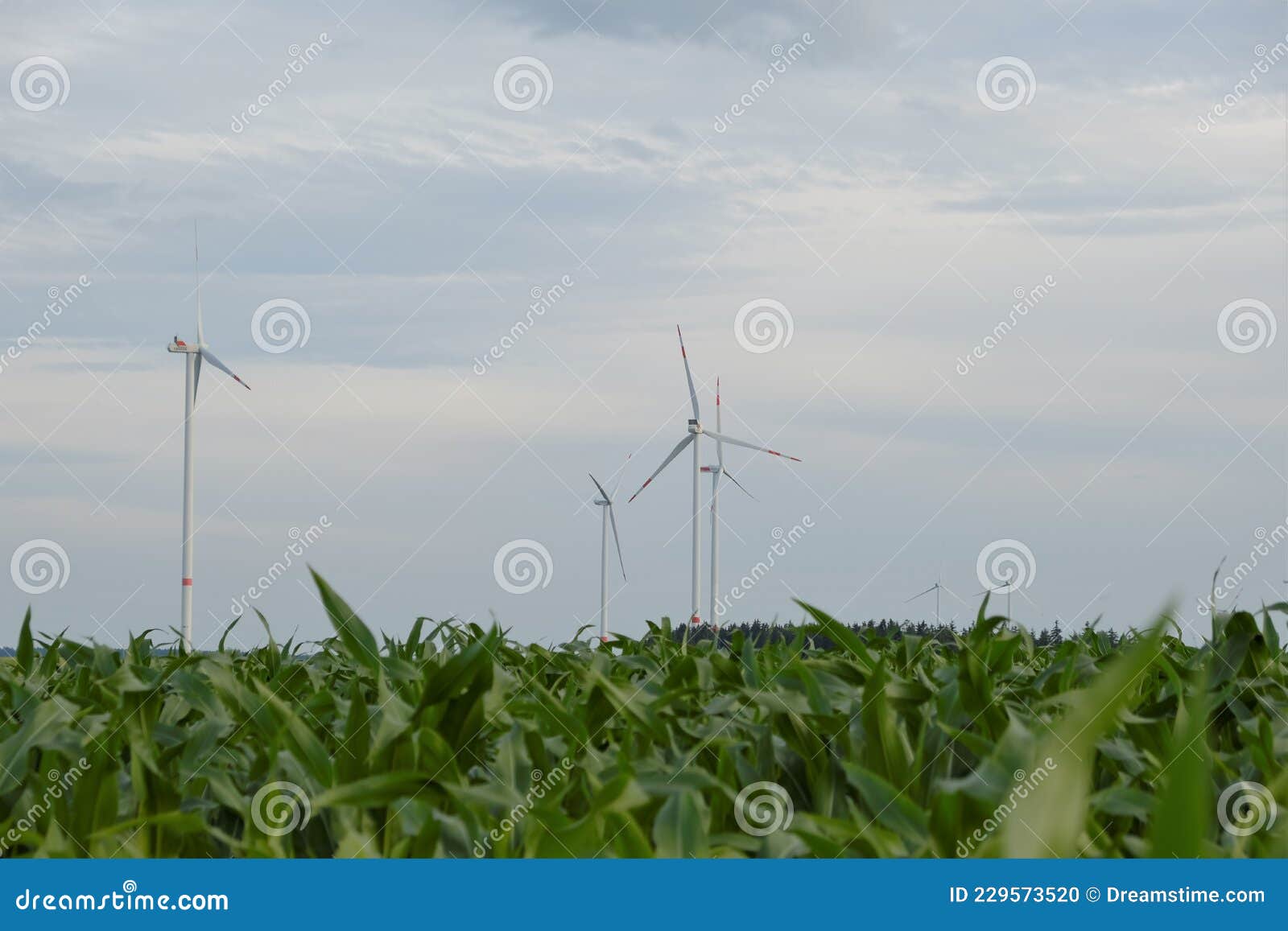 Wind Energy.Wind Turbines in a Corn Field. Alternative Energy Sources ...