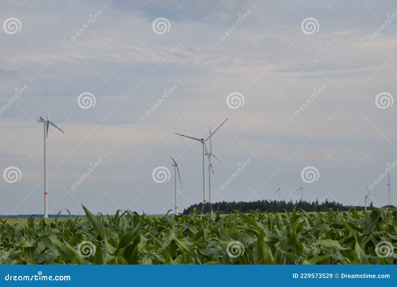 Wind Energy.Wind Turbines in a Corn Field. Energy Sources Stock Image ...