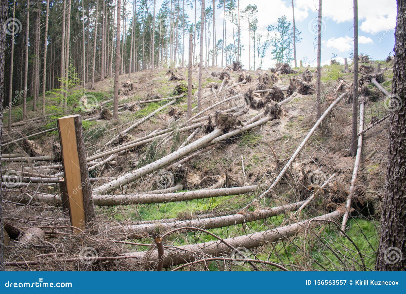 Wind Fallen Broke Trees in Forest Disaster Stock Image - Image of ...