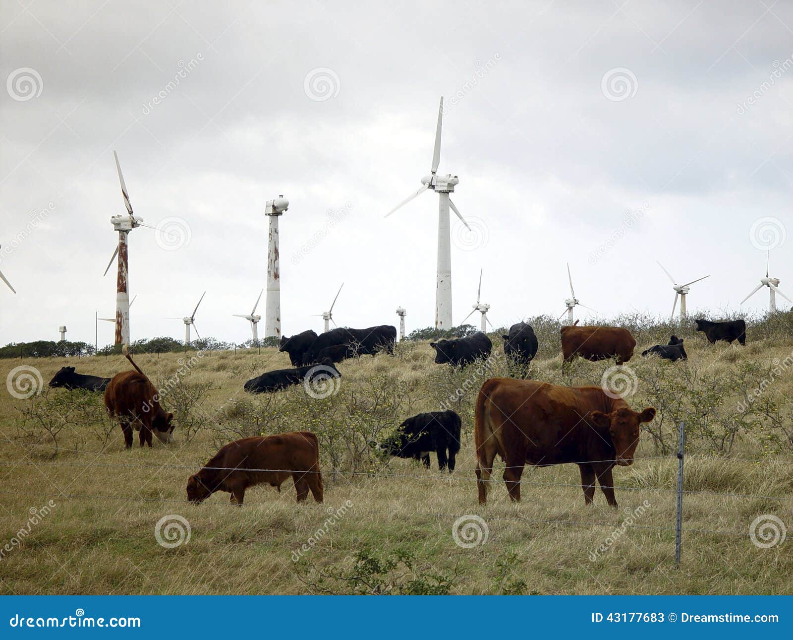 Wind farm and cattle stock image. Image of power, farm - 43177683