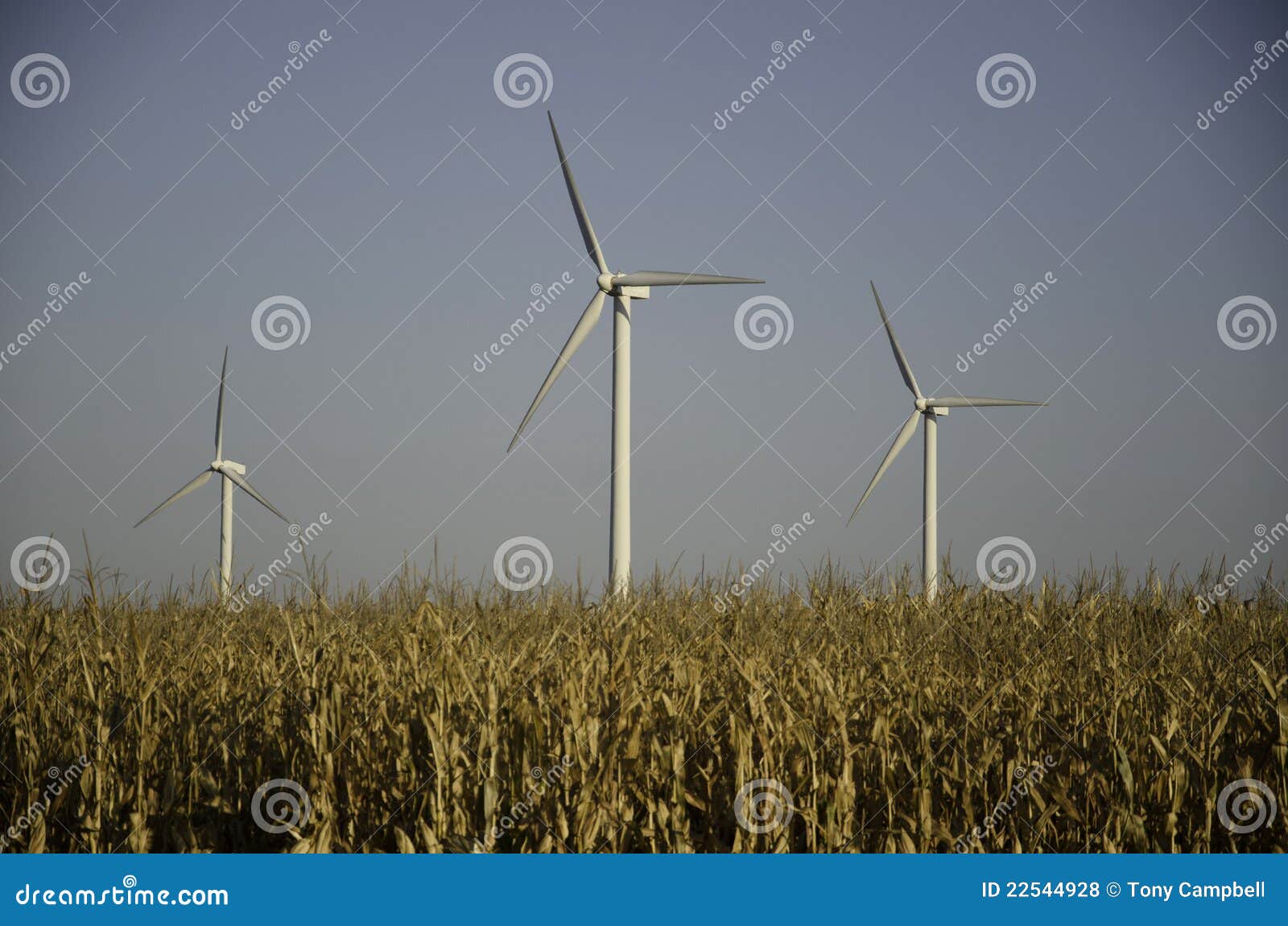 Wind farm and corn field stock photo. Image of nature - 22544928