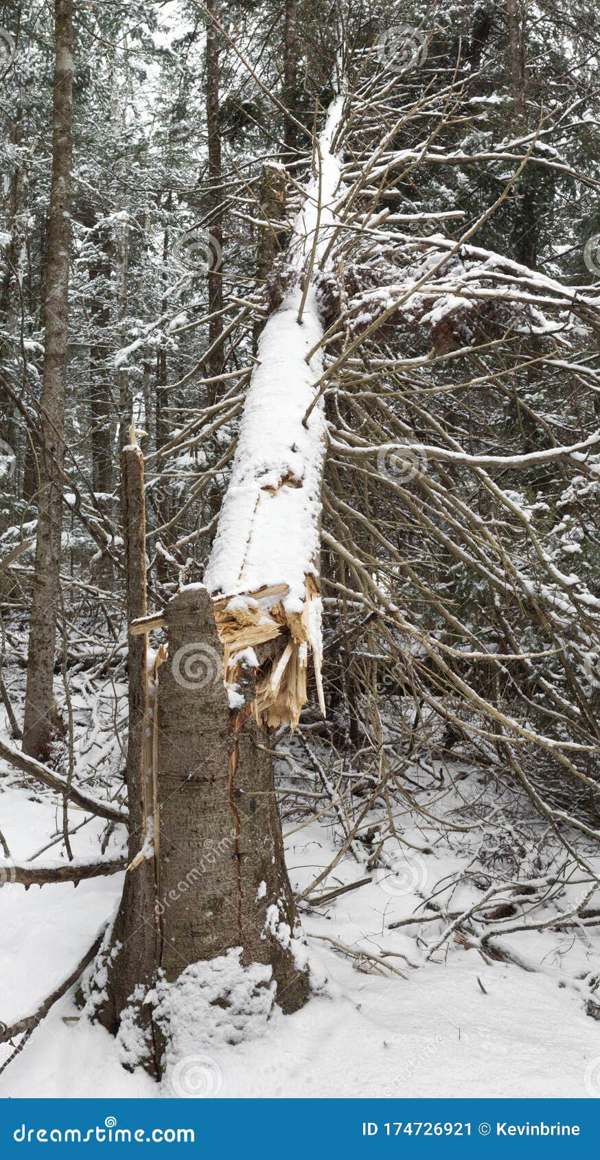 Wind-Felled Tree stock image. Image of woods, wind, fallen - 174726921