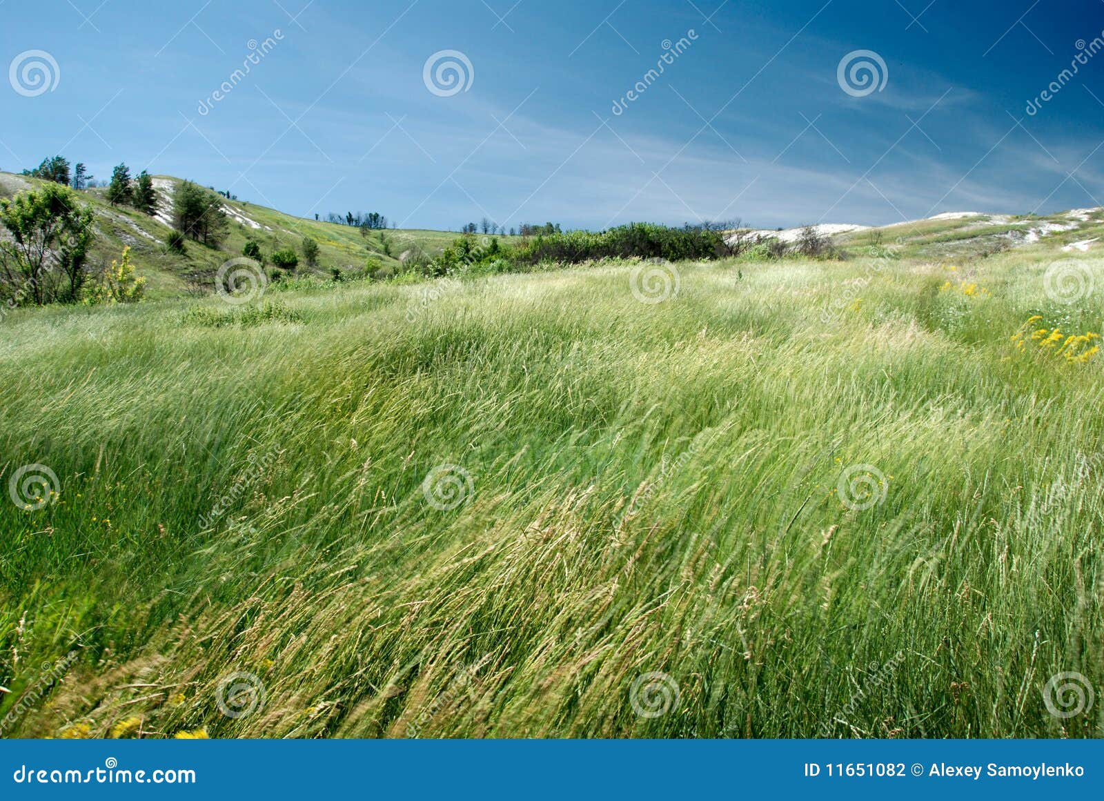 Wind in the field stock photo. Image of grassland, meadow - 11651082
