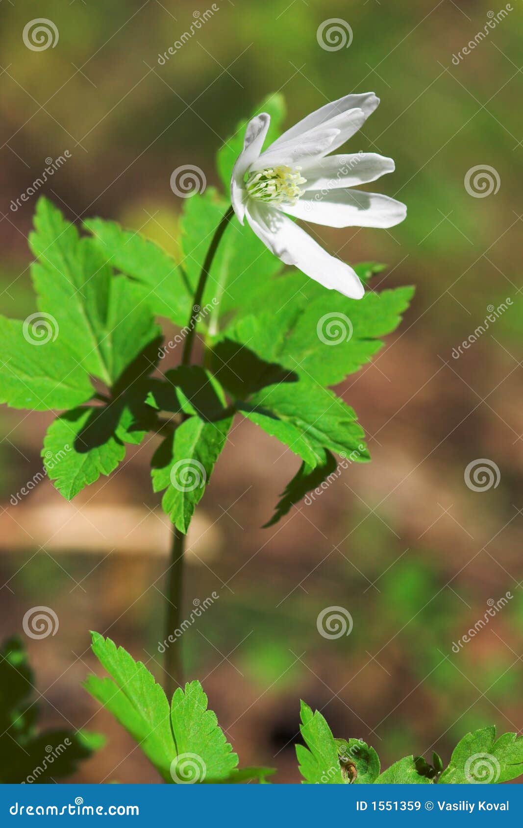 Wind-flower stock image. Image of season, close, aboriginal - 1551359