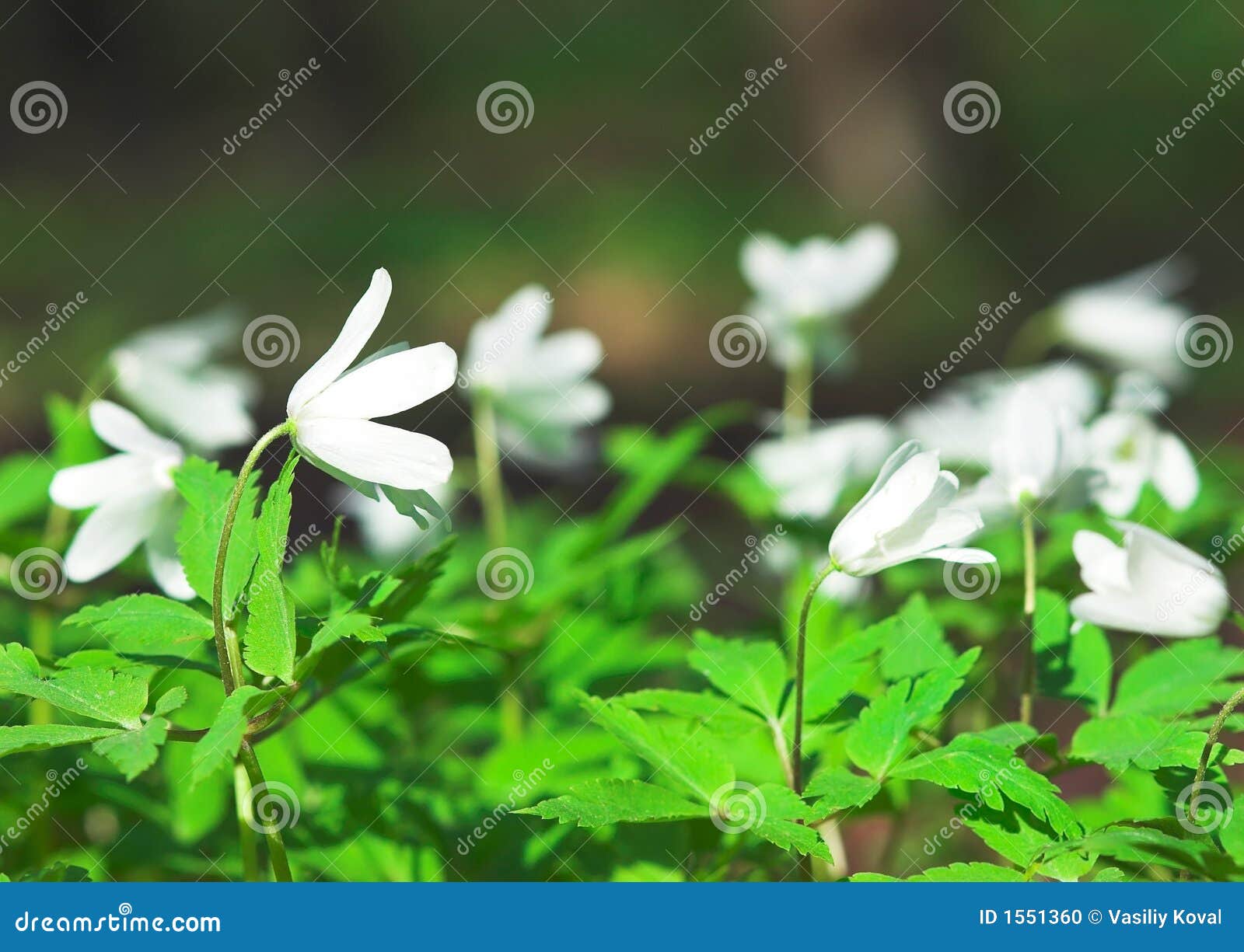 Wind-flower stock photo. Image of taiga, generation, detail - 1551360